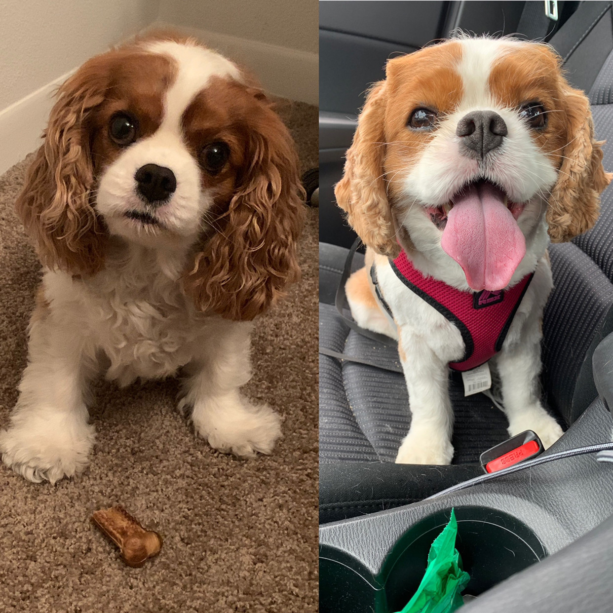 Before and After a Summer Grooming | Scrolller