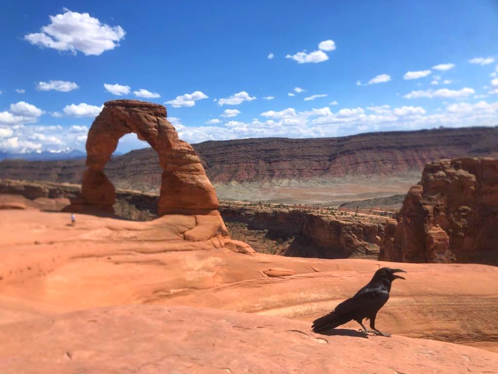 Begging crow at delicate arch | Scrolller