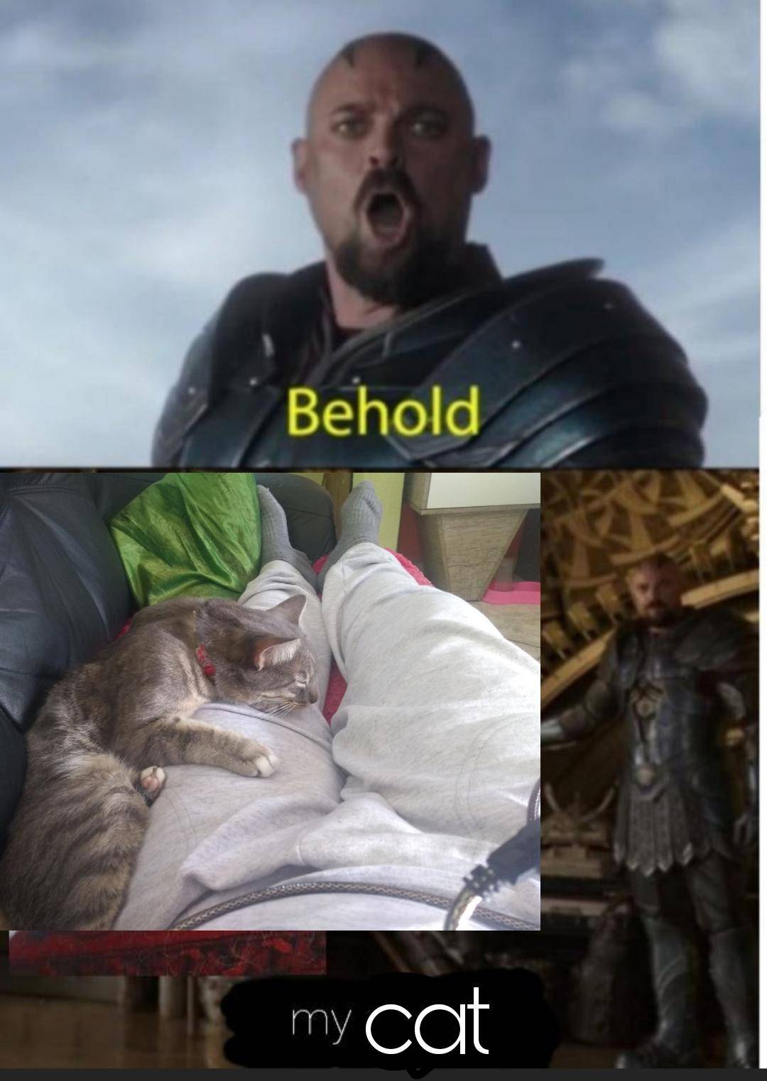 Behold! Cat | Scrolller