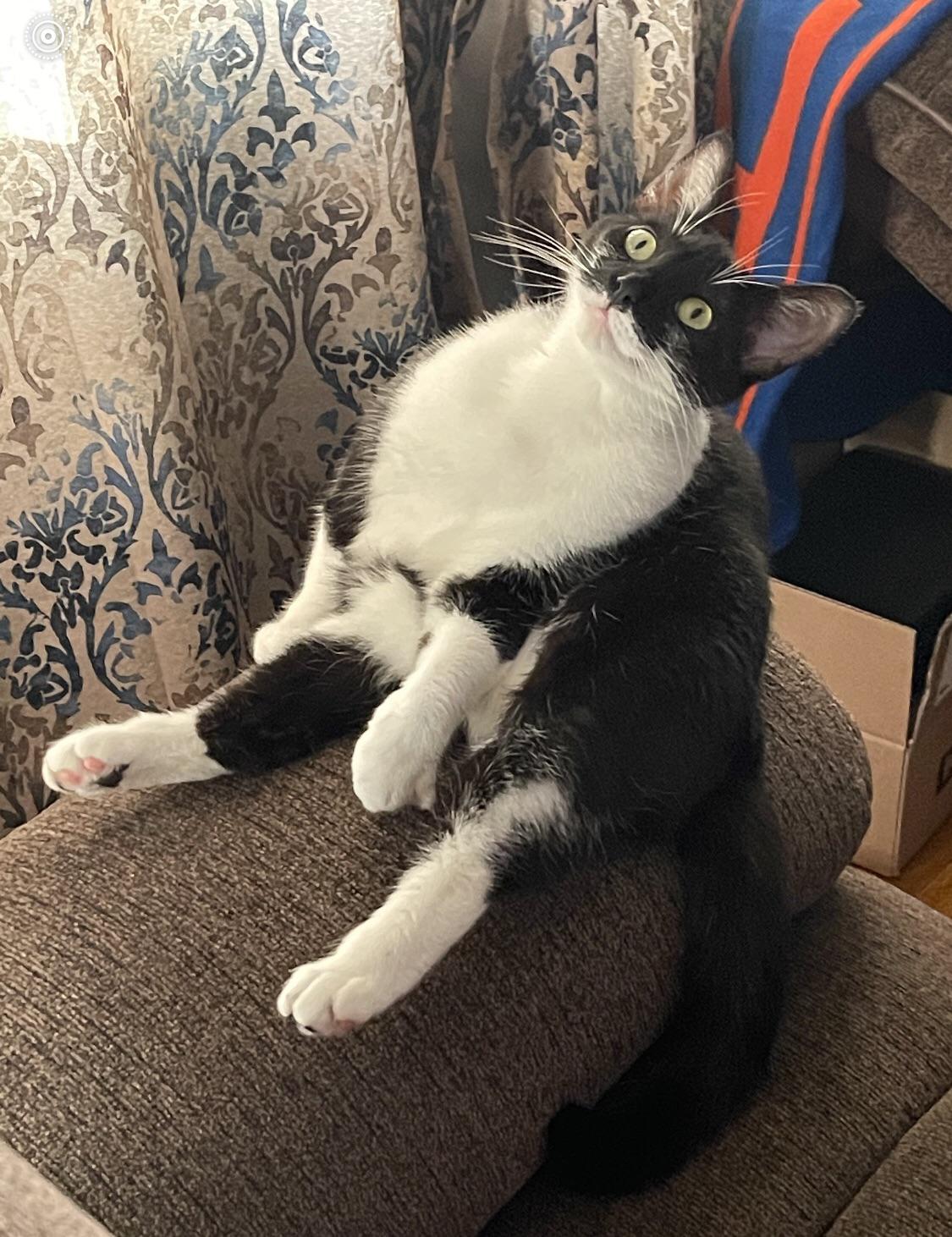 BEHOLD... MY CAT | Scrolller