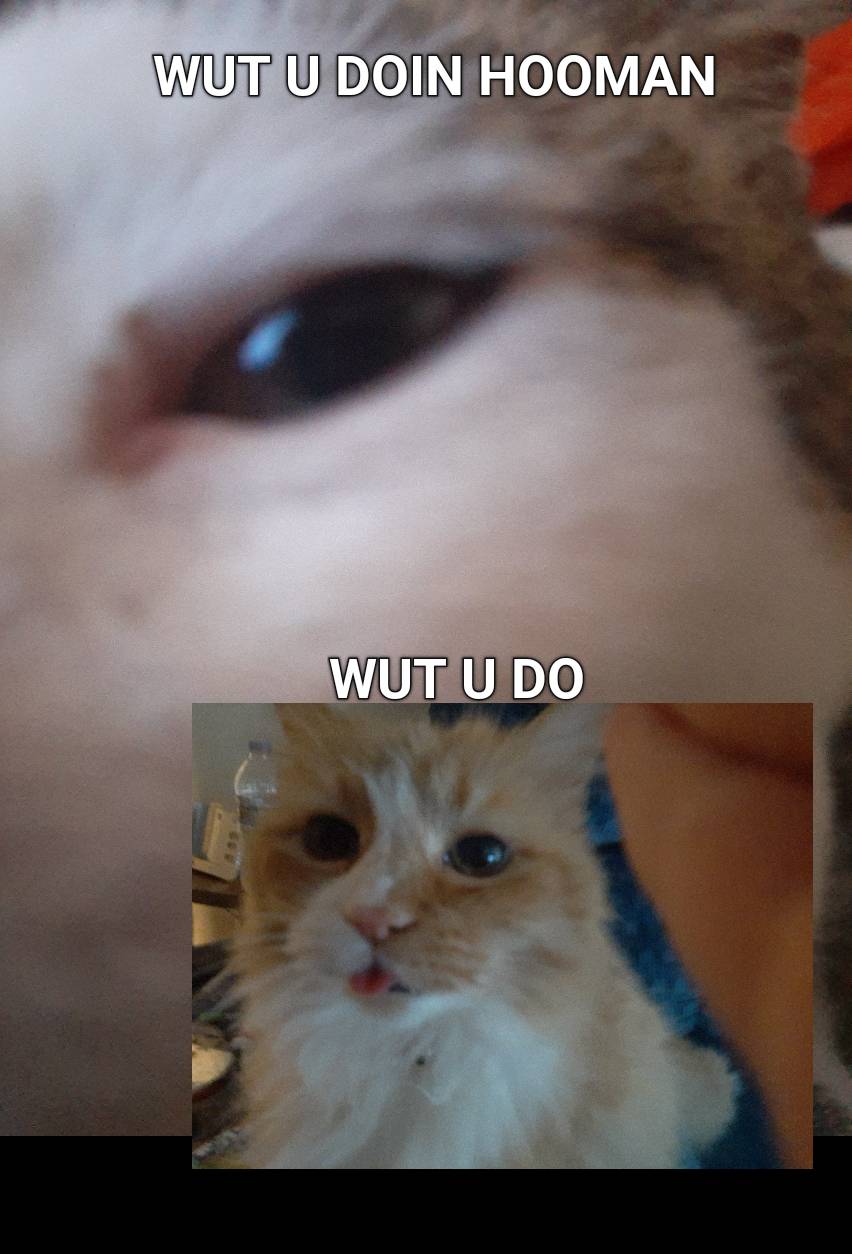 BEHOLD! my cats | Scrolller