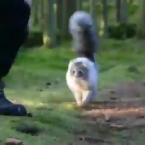 Behold, the Magical Floofy Tail | Scrolller