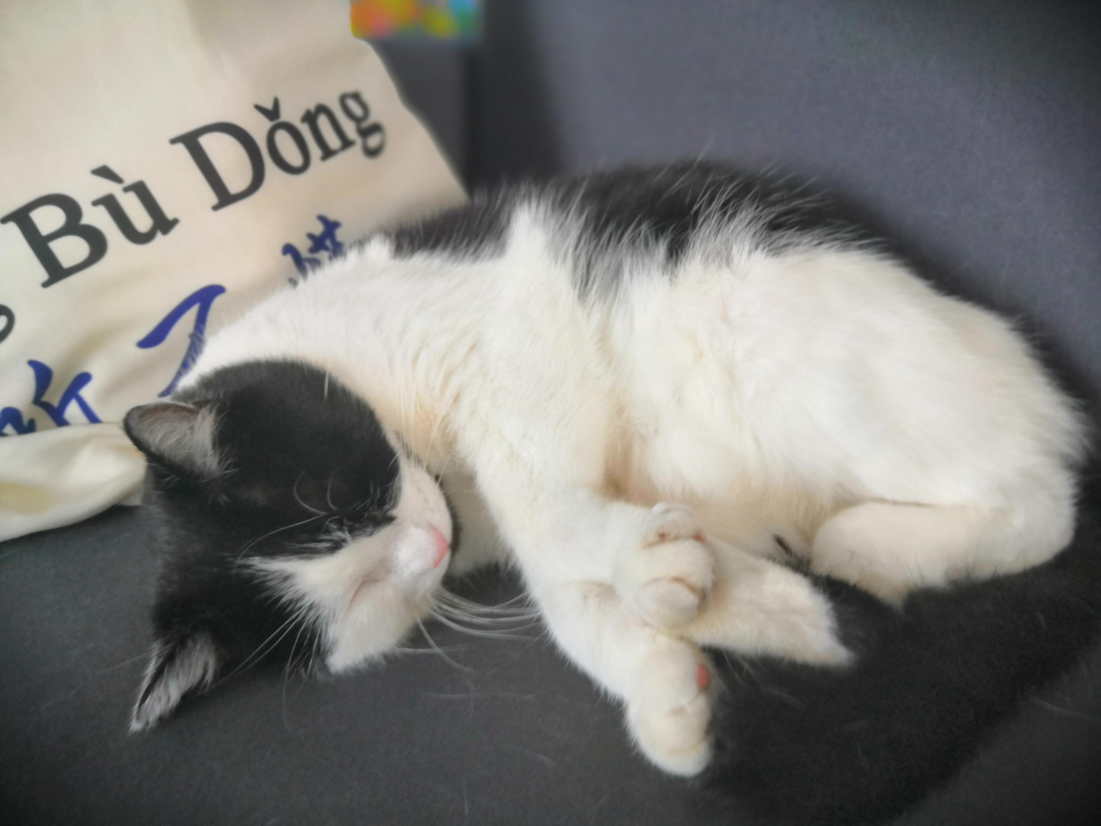 Behold the sofa sleeper | Scrolller