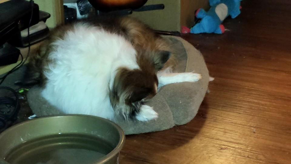 Bella hid her face while sleeping | Scrolller