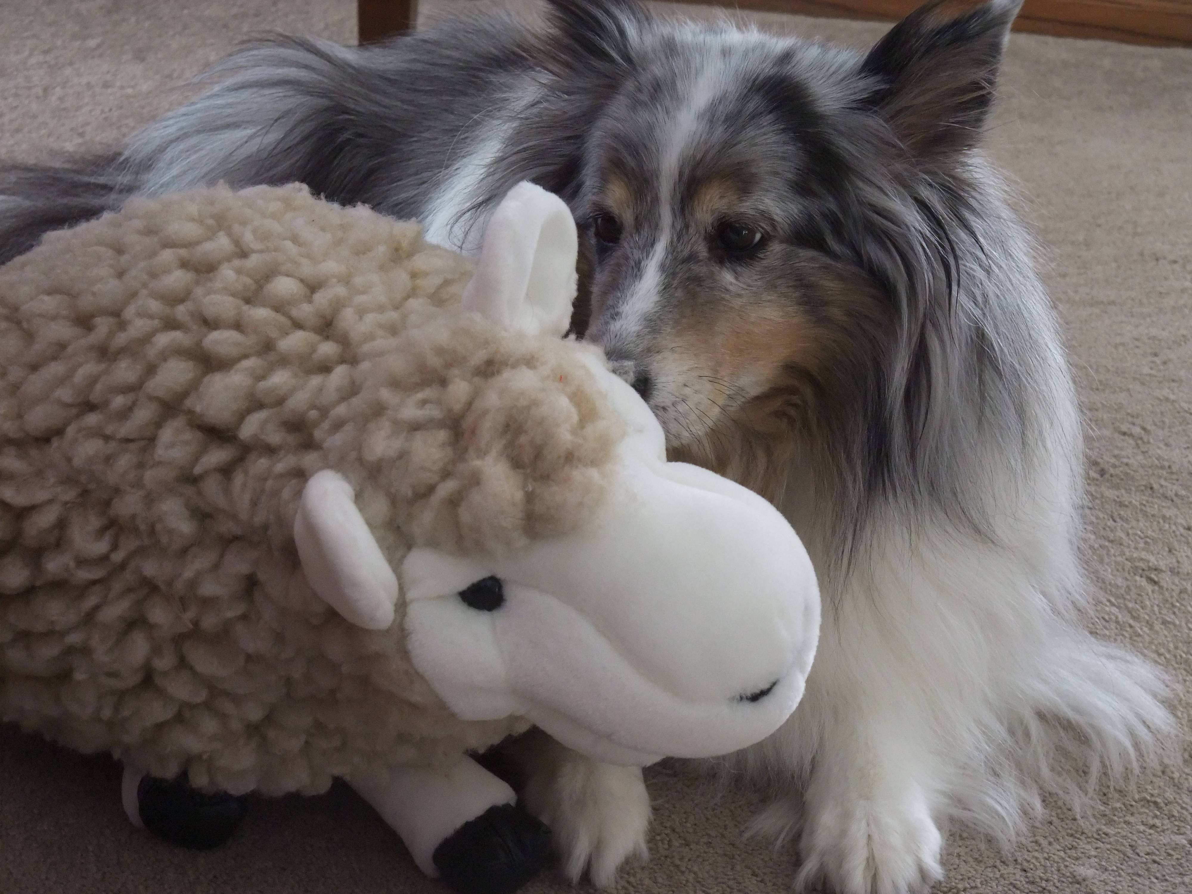 Belle sitting with her sheep | Scrolller