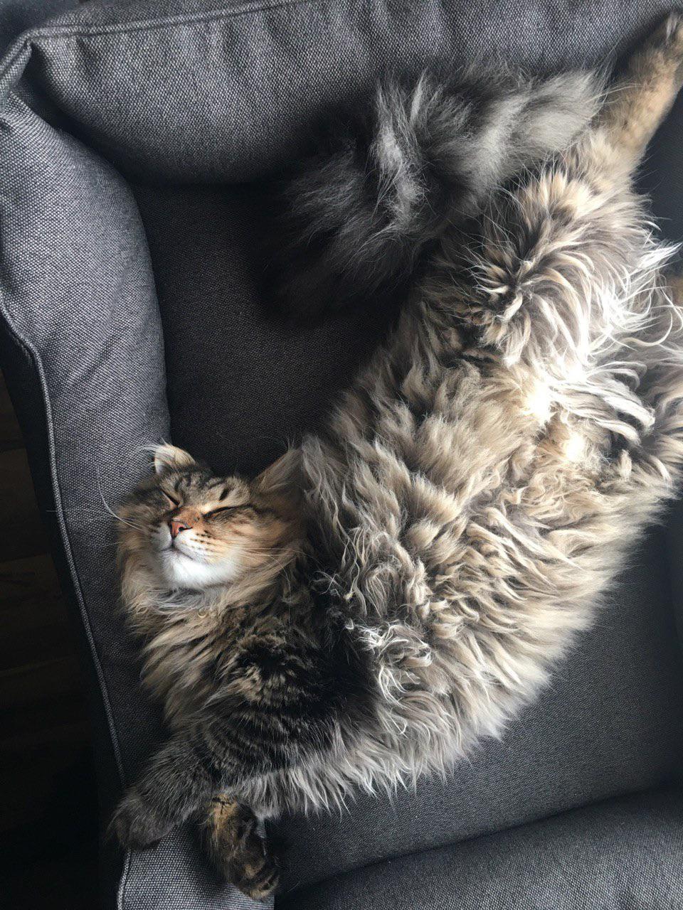 Belly floof! | Scrolller