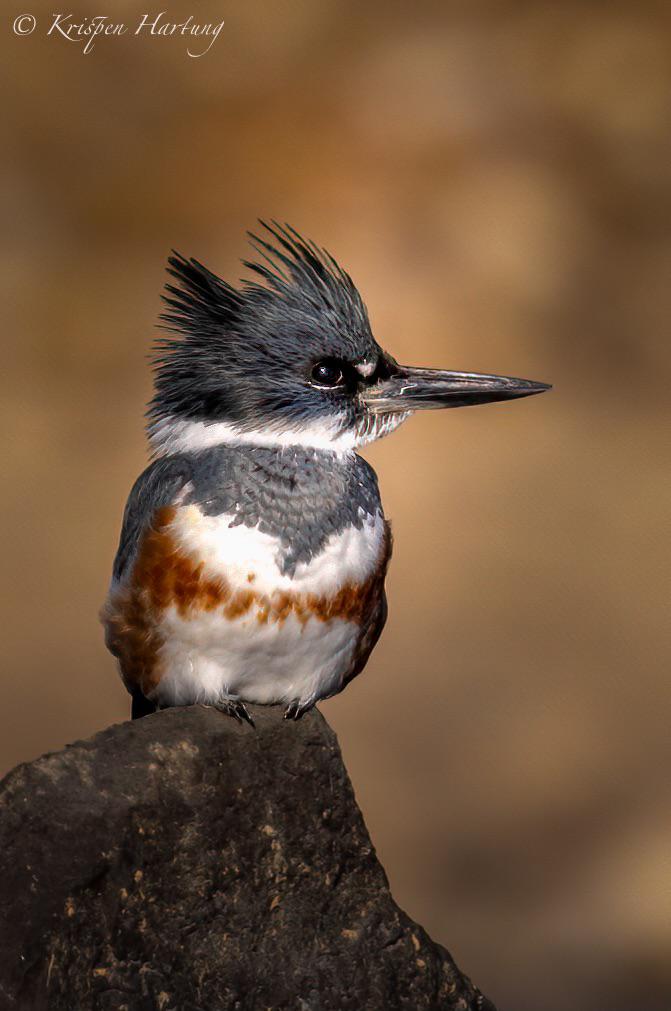 Belted Kingfisher | Scrolller