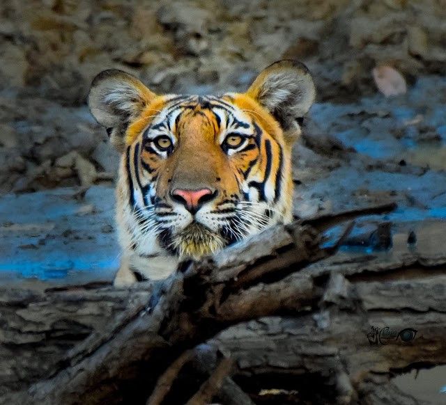 🔥 Bengal Tiger | Scrolller