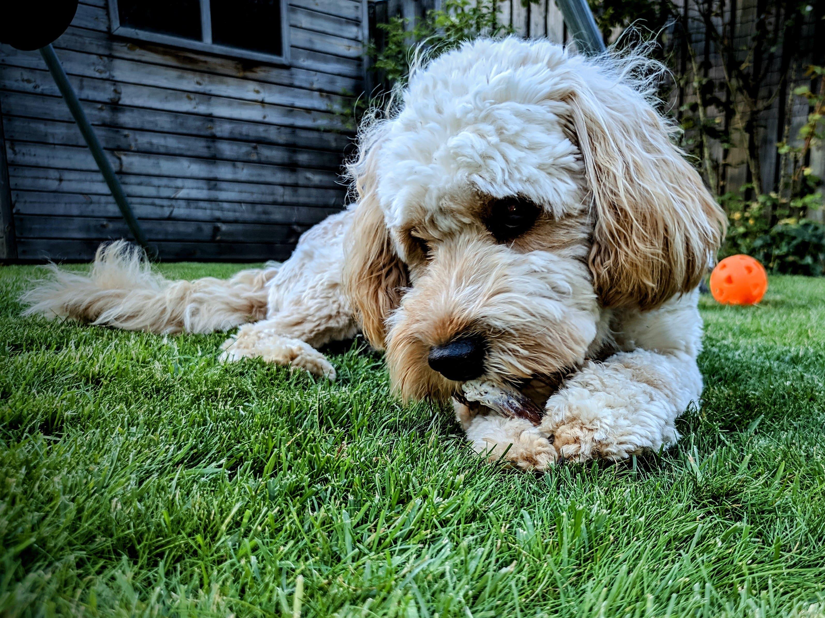 Benji just turned 11 months today | Scrolller