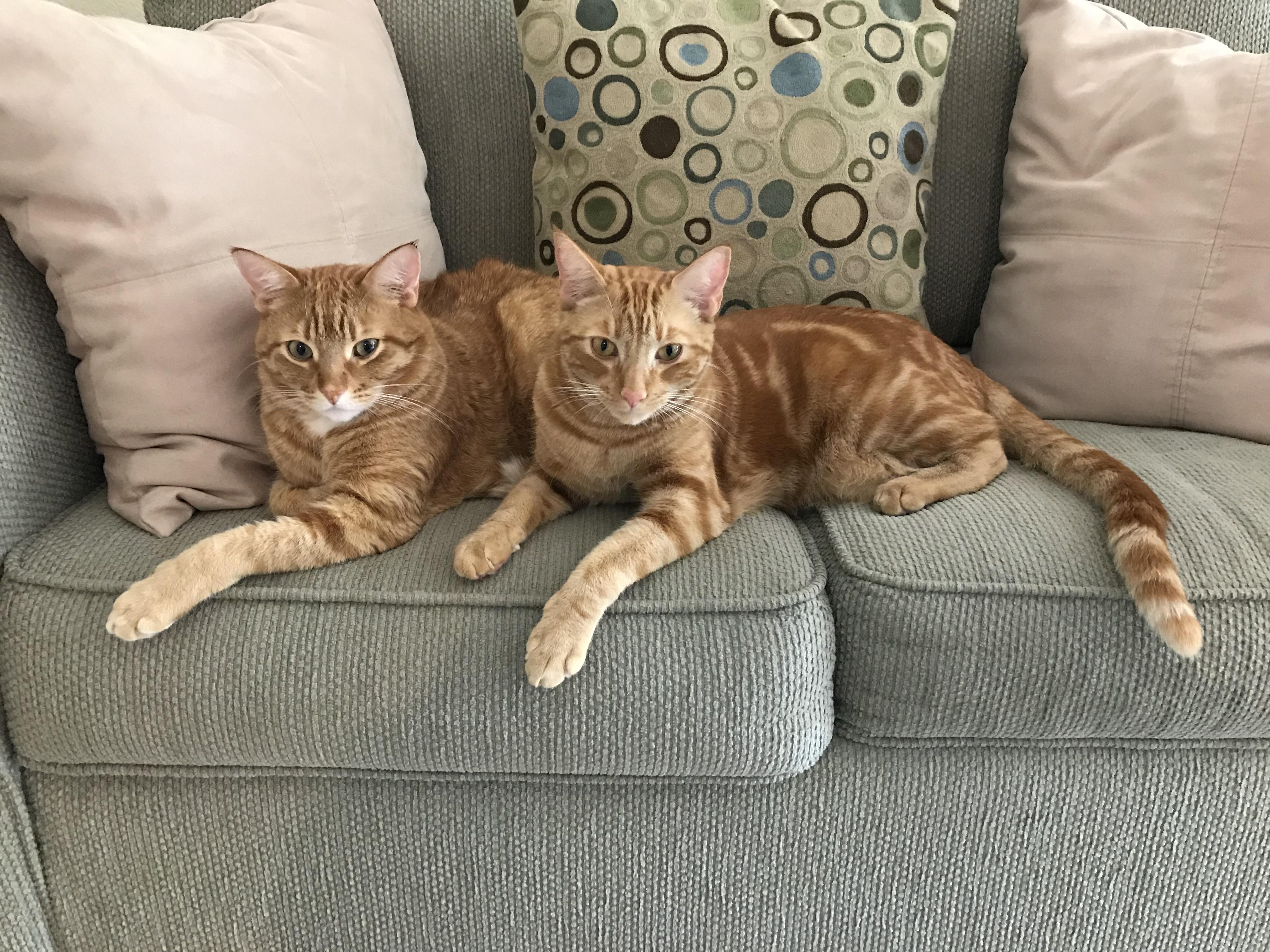 Best buds 😻 | Scrolller