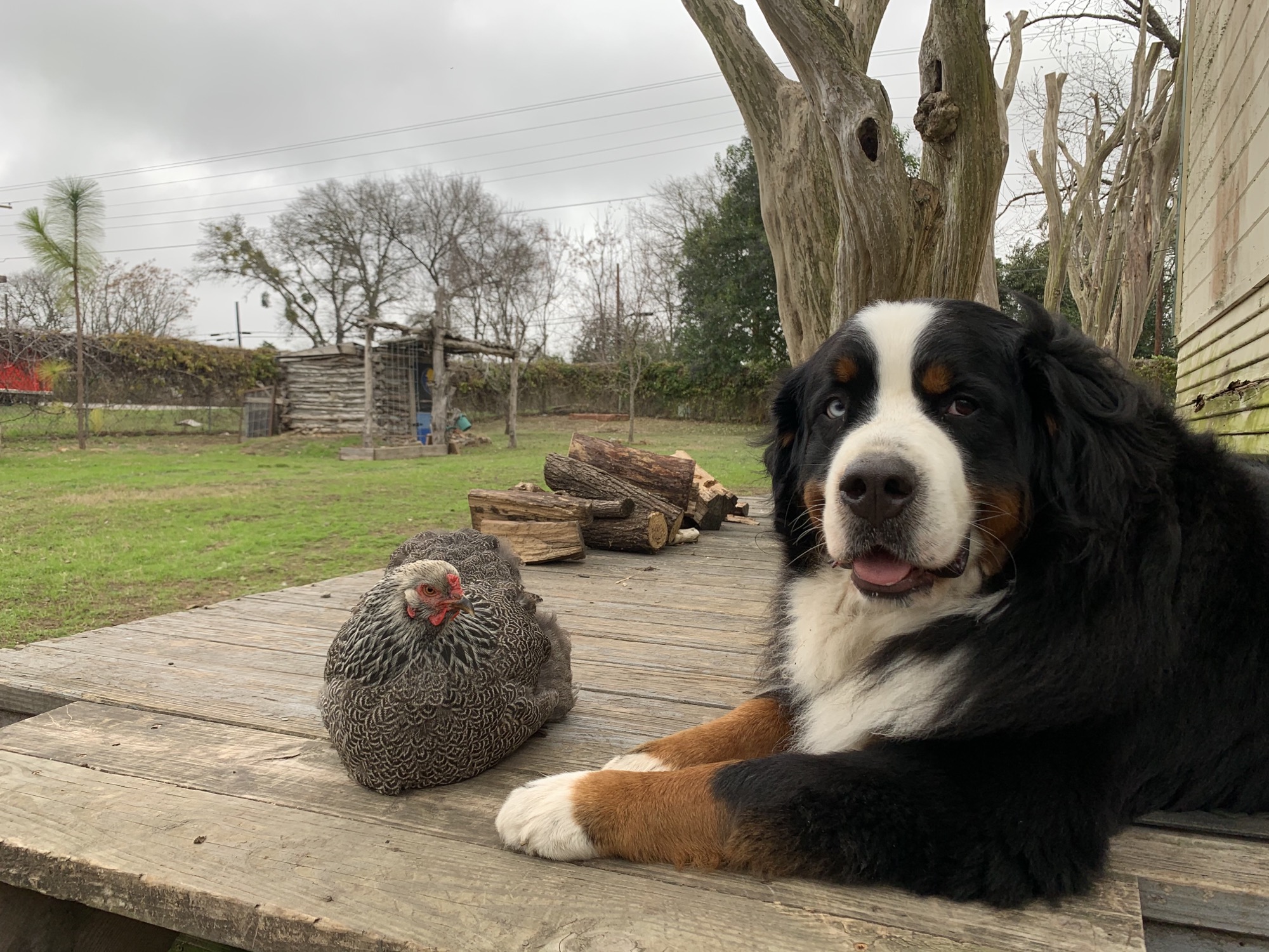 Best buds. | Scrolller