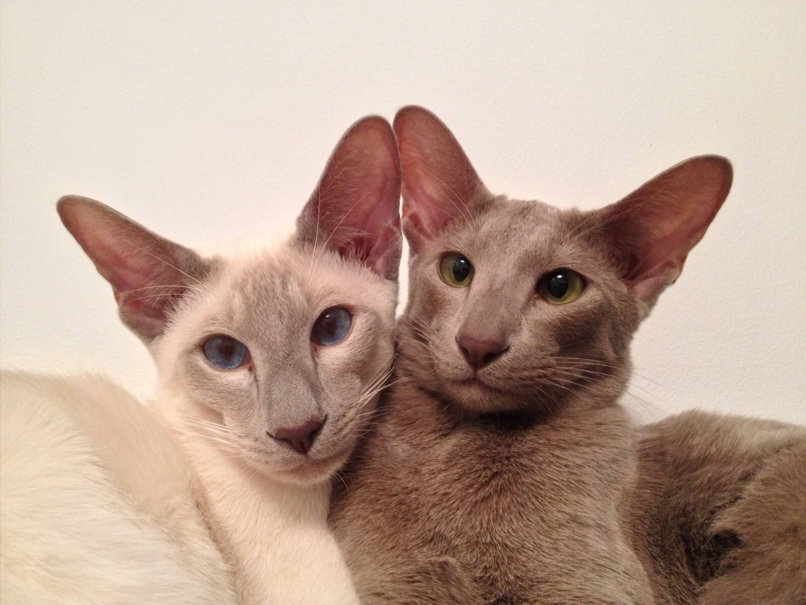 Best buds. | Scrolller