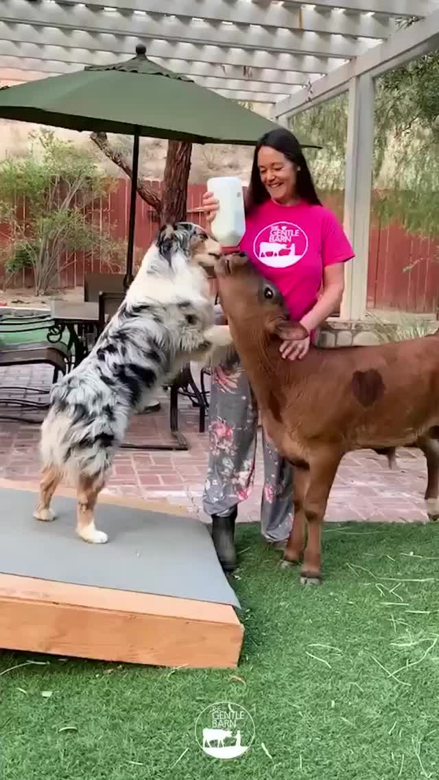 Best Friends Lewis and Sky at The Gentle Barn Sanctuary | Scrolller