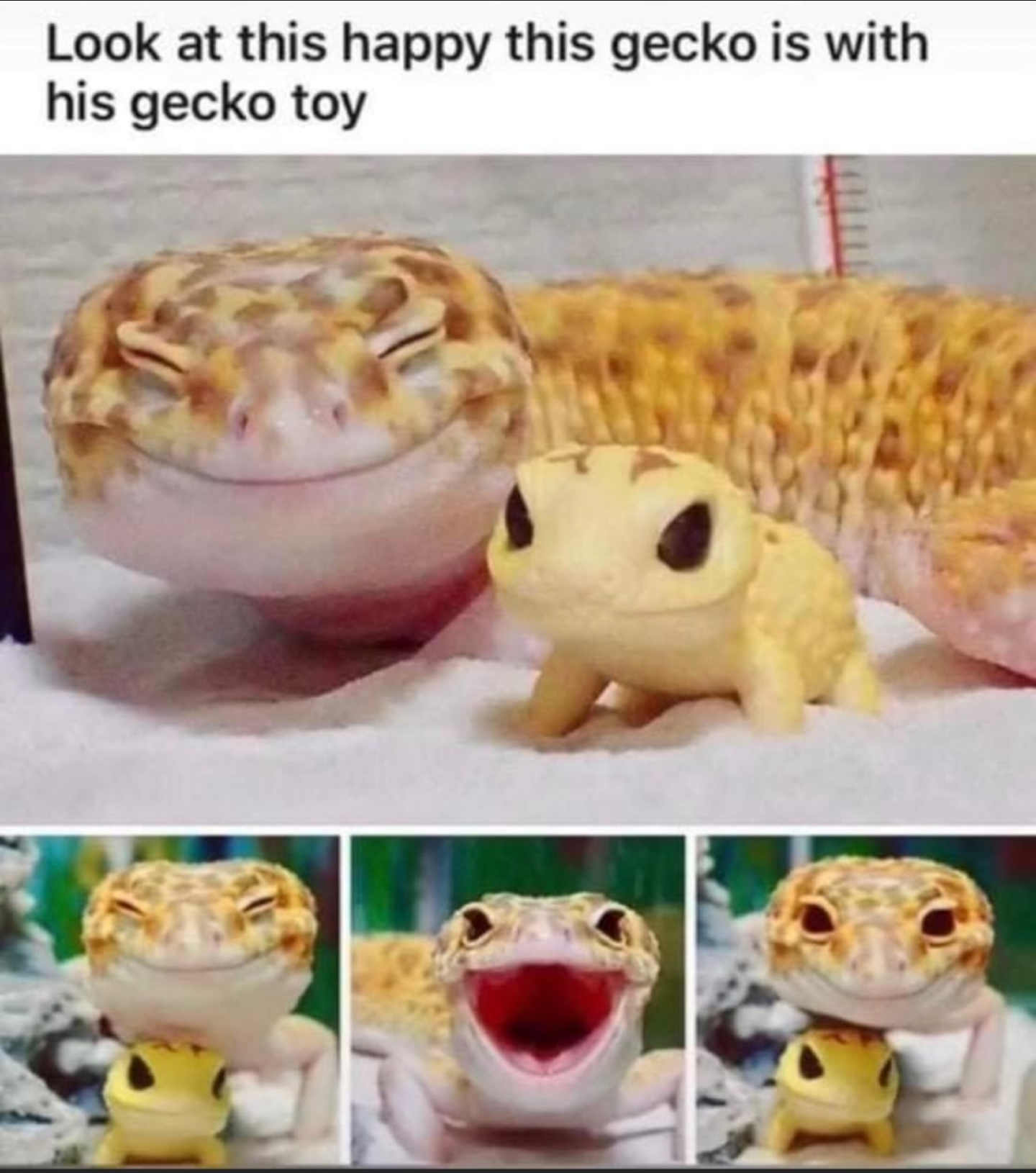 Best Gecko | Scrolller