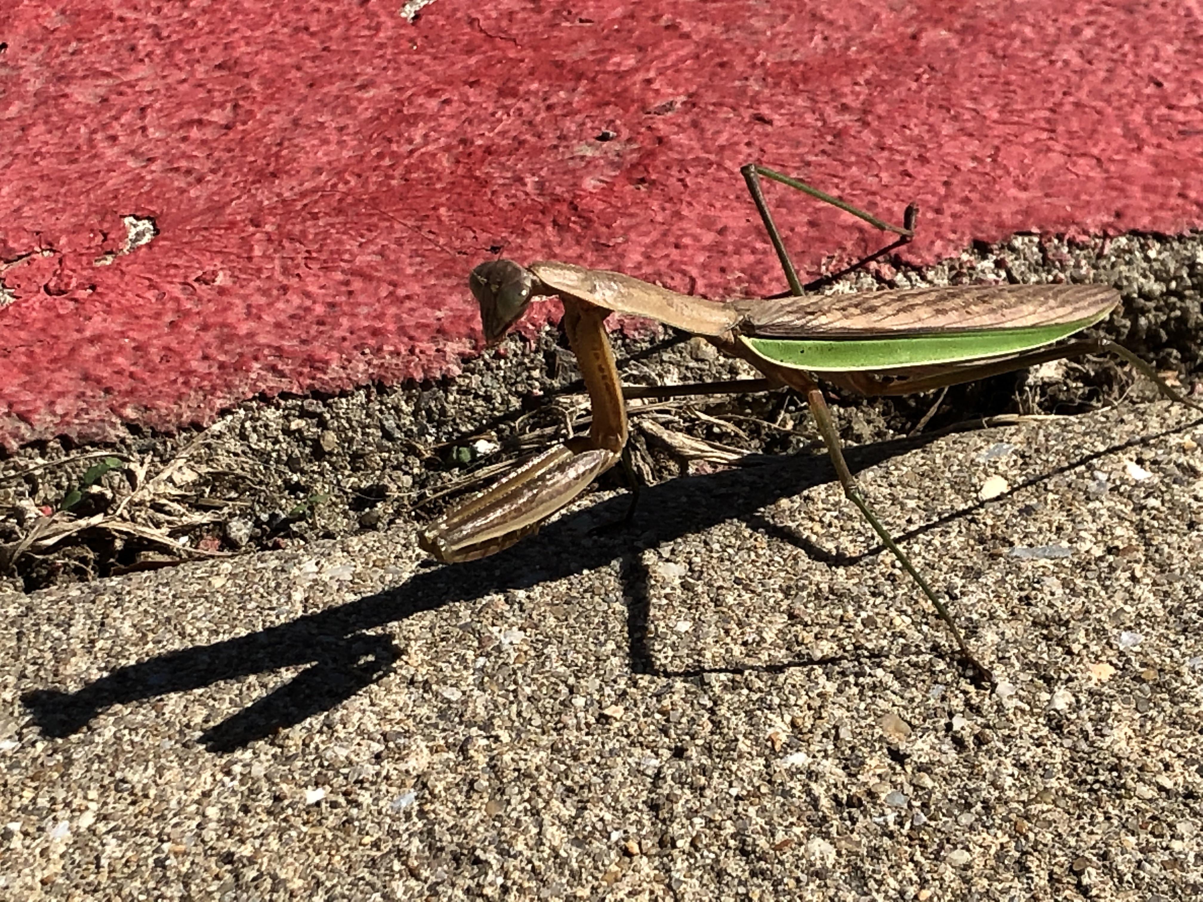 Beta stickbug evolves into CHAD praying mantis | Scrolller