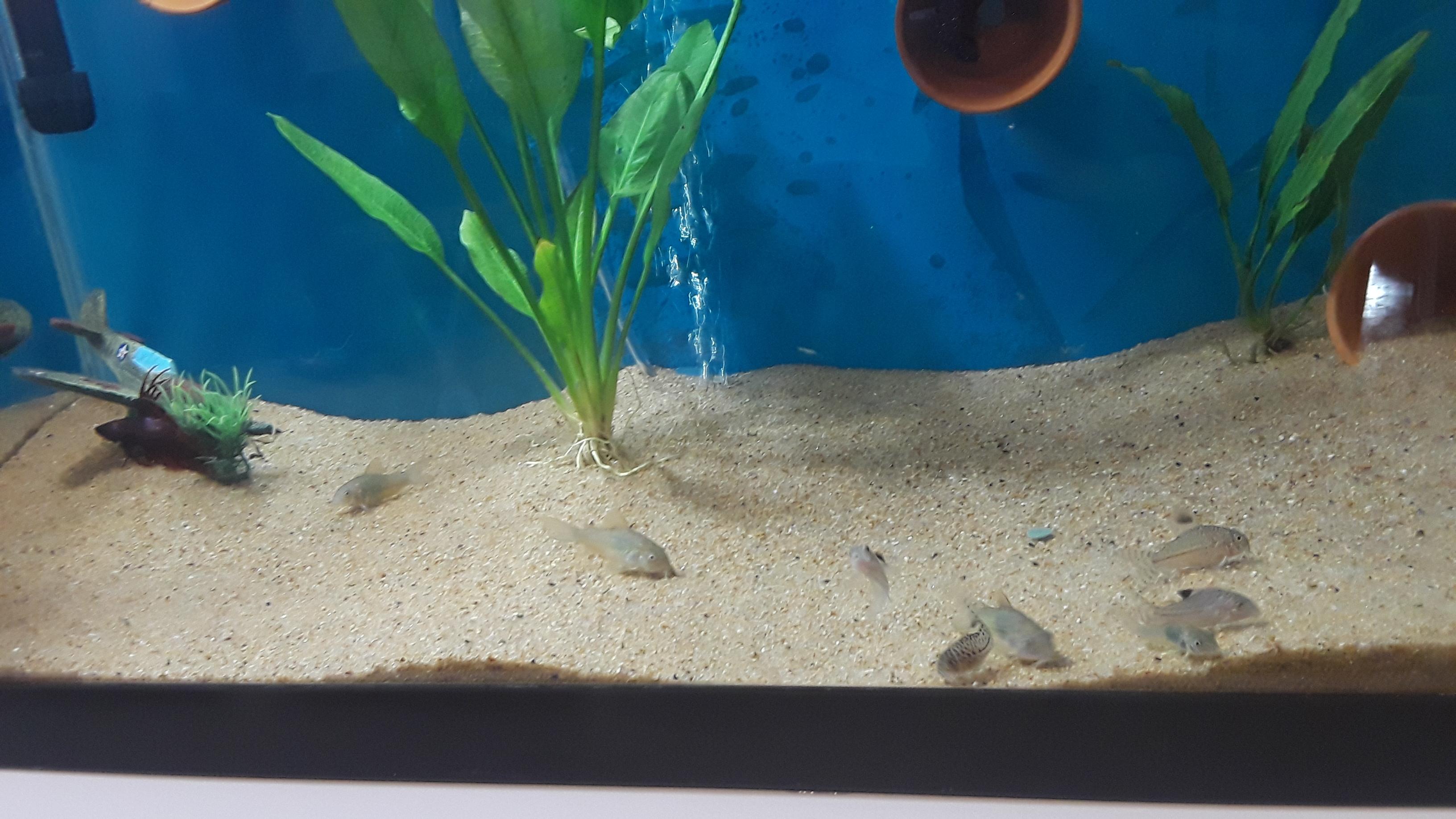 Betta lurking near Cory during feeding time! | Scrolller