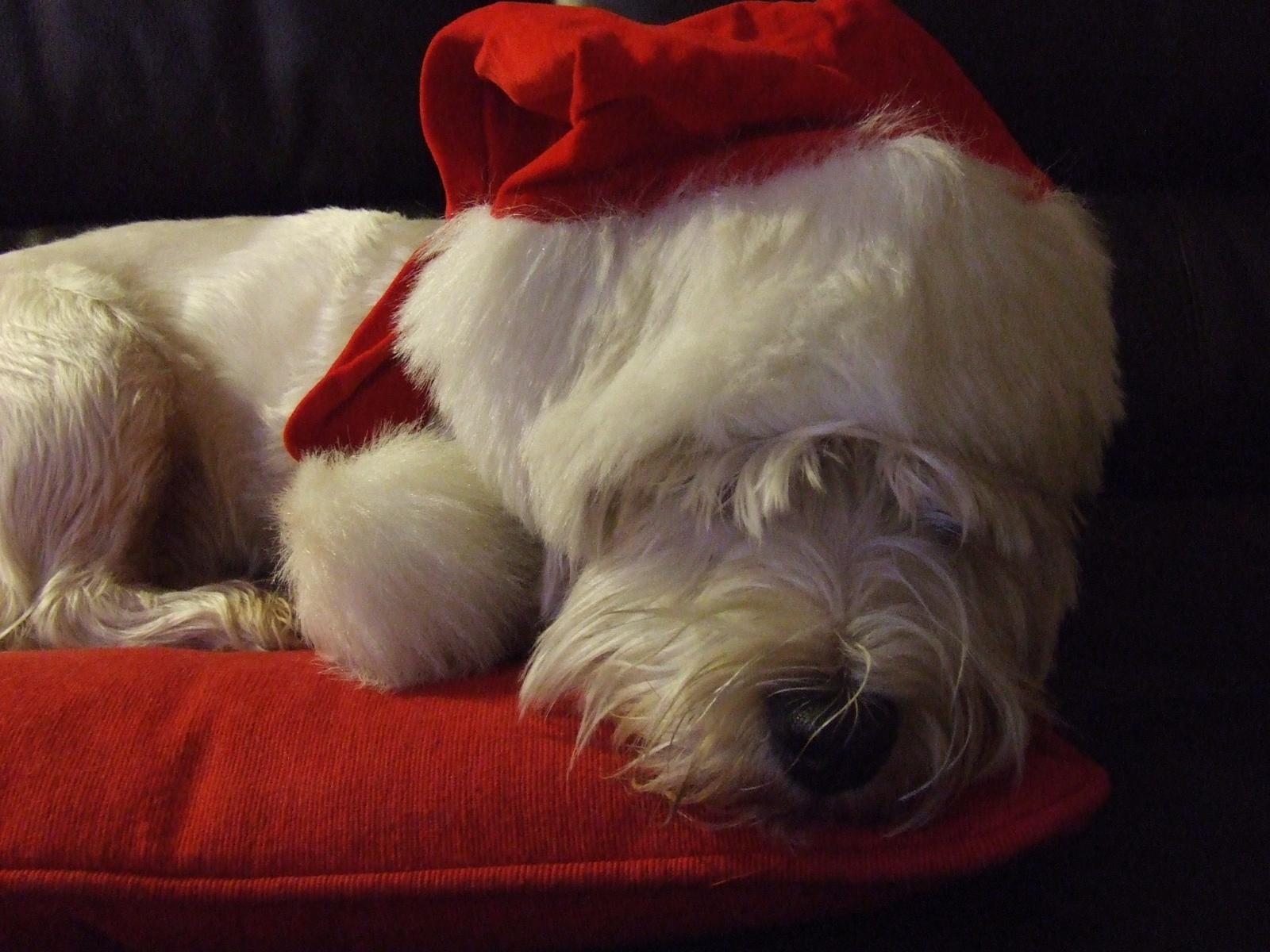 Better late than never - ho ho ho | Scrolller