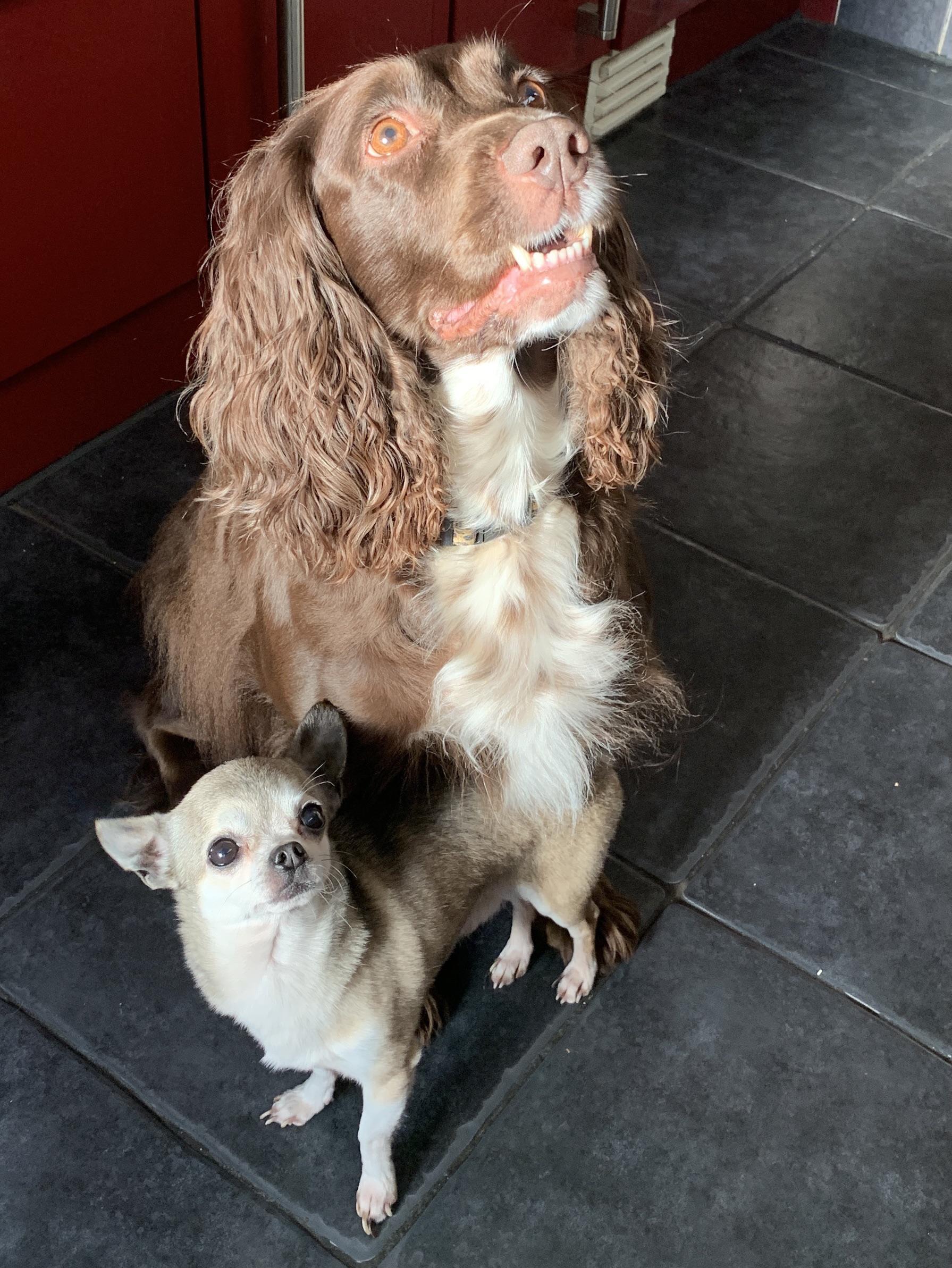 Bettie the spaniel and Elvis the Chihuahua | Scrolller