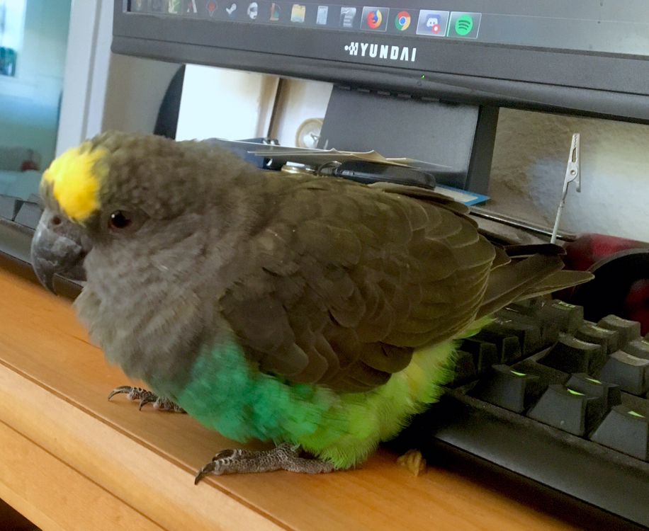 Bia the borb | Scrolller