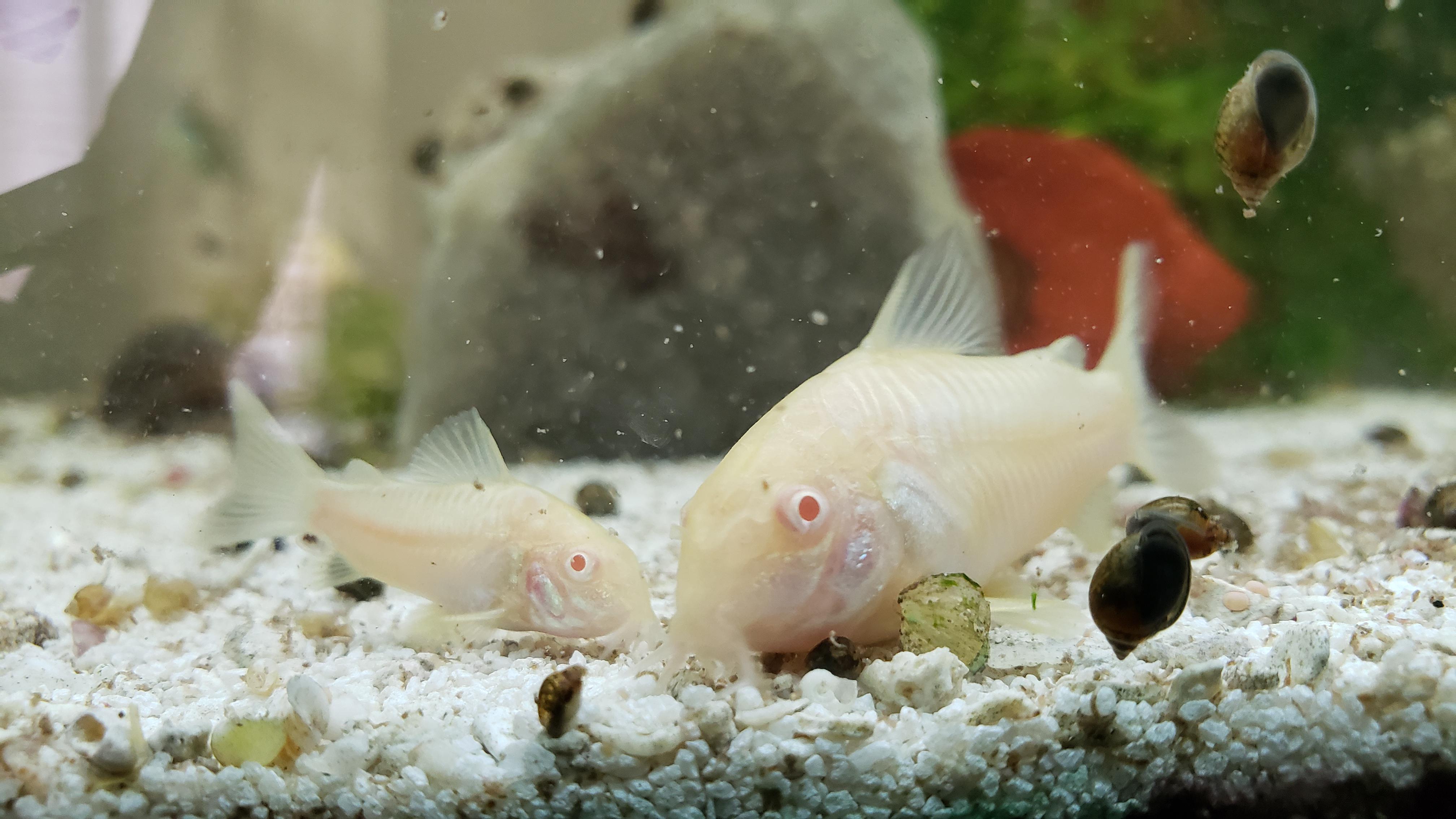 Big boi and lil boi :) | Scrolller