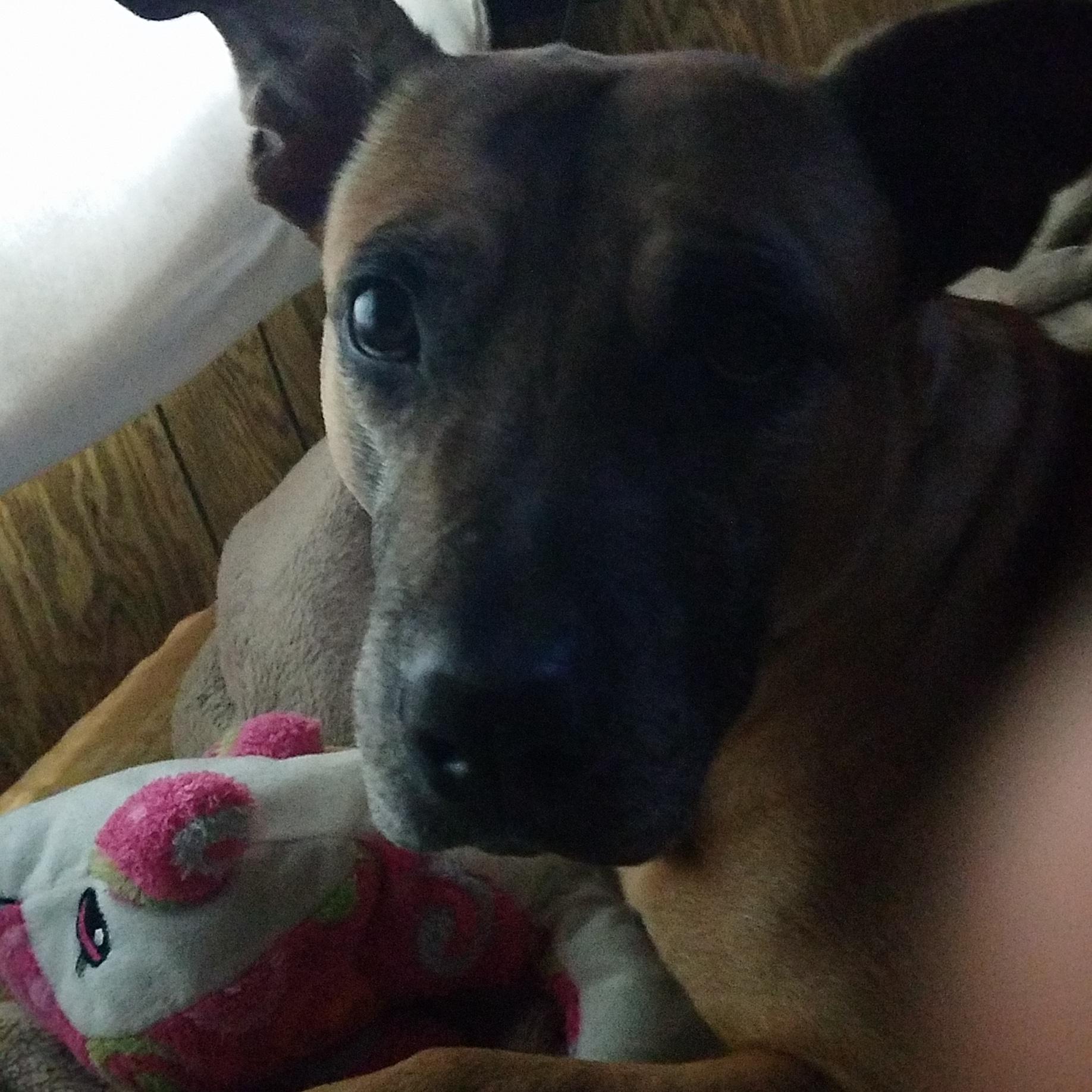 Big boy i recently adopted | Scrolller