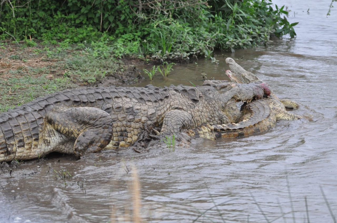 Big crocodile eating another smaller crocodile | Scrolller