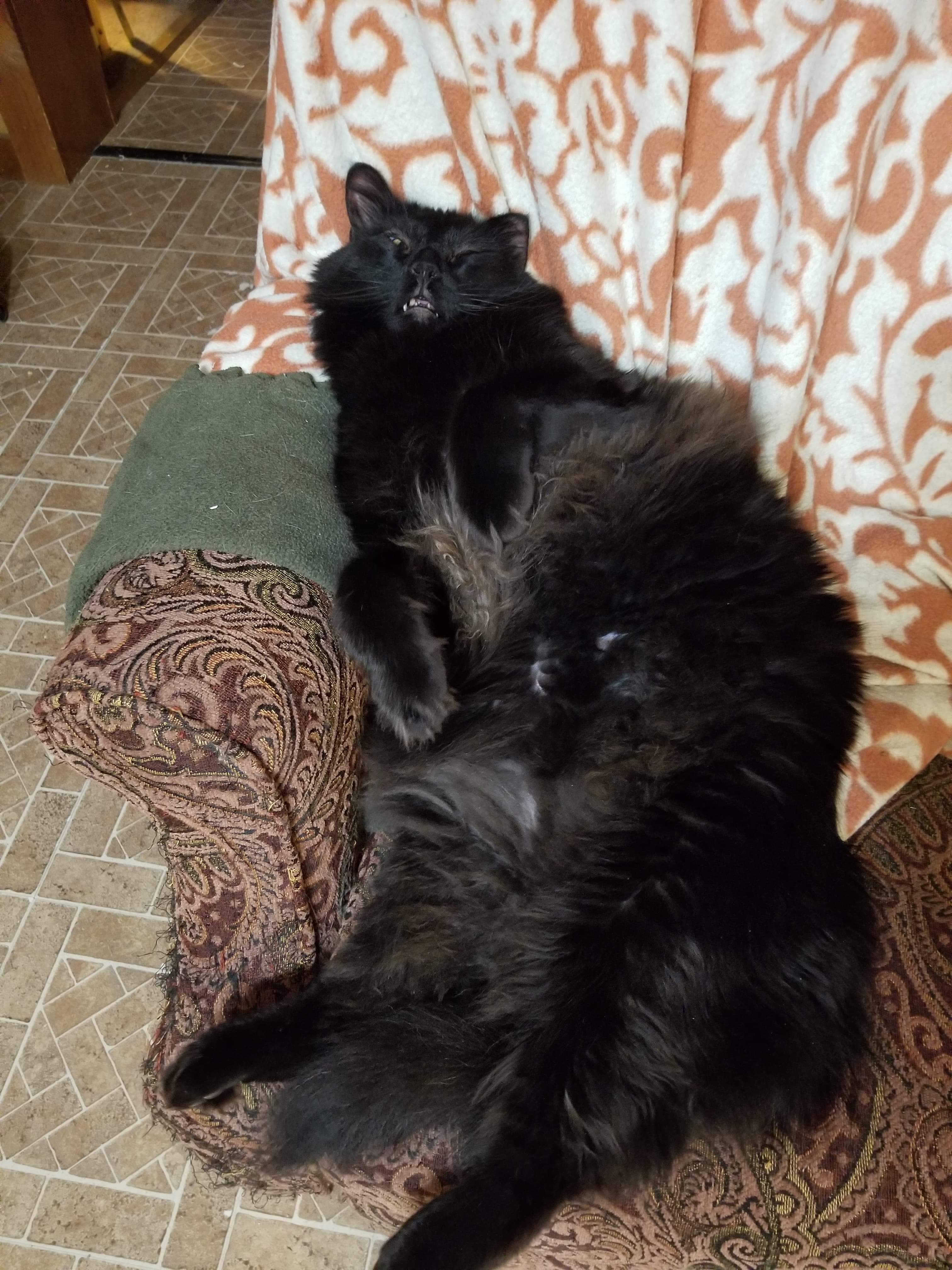 Big derpy belly | Scrolller