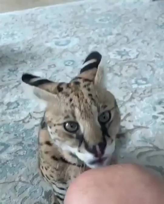 big ears | Scrolller