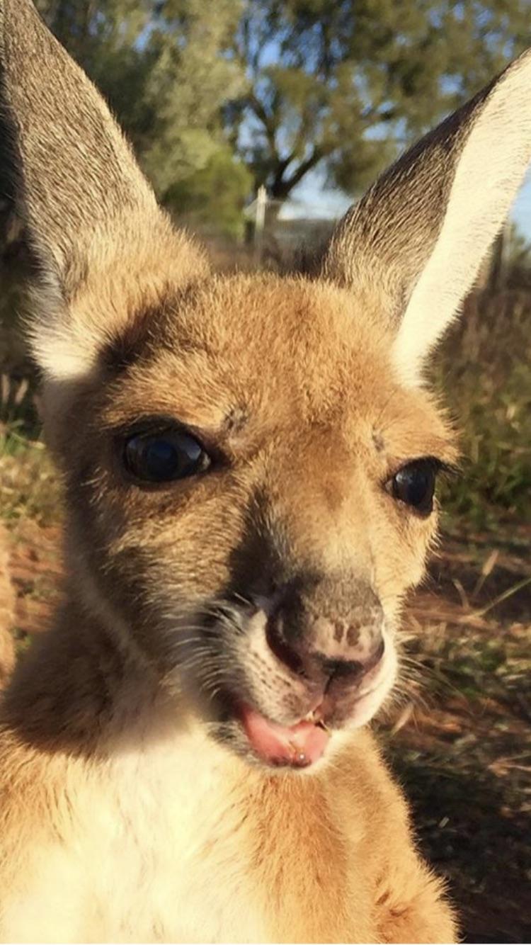 Big ears, small blup | Scrolller