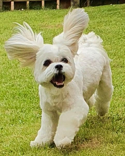 Big floppy ears | Scrolller