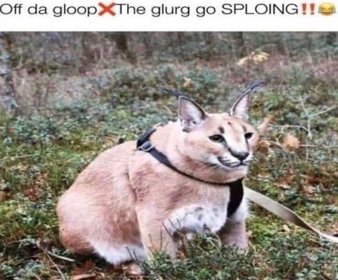 Big if true | Scrolller