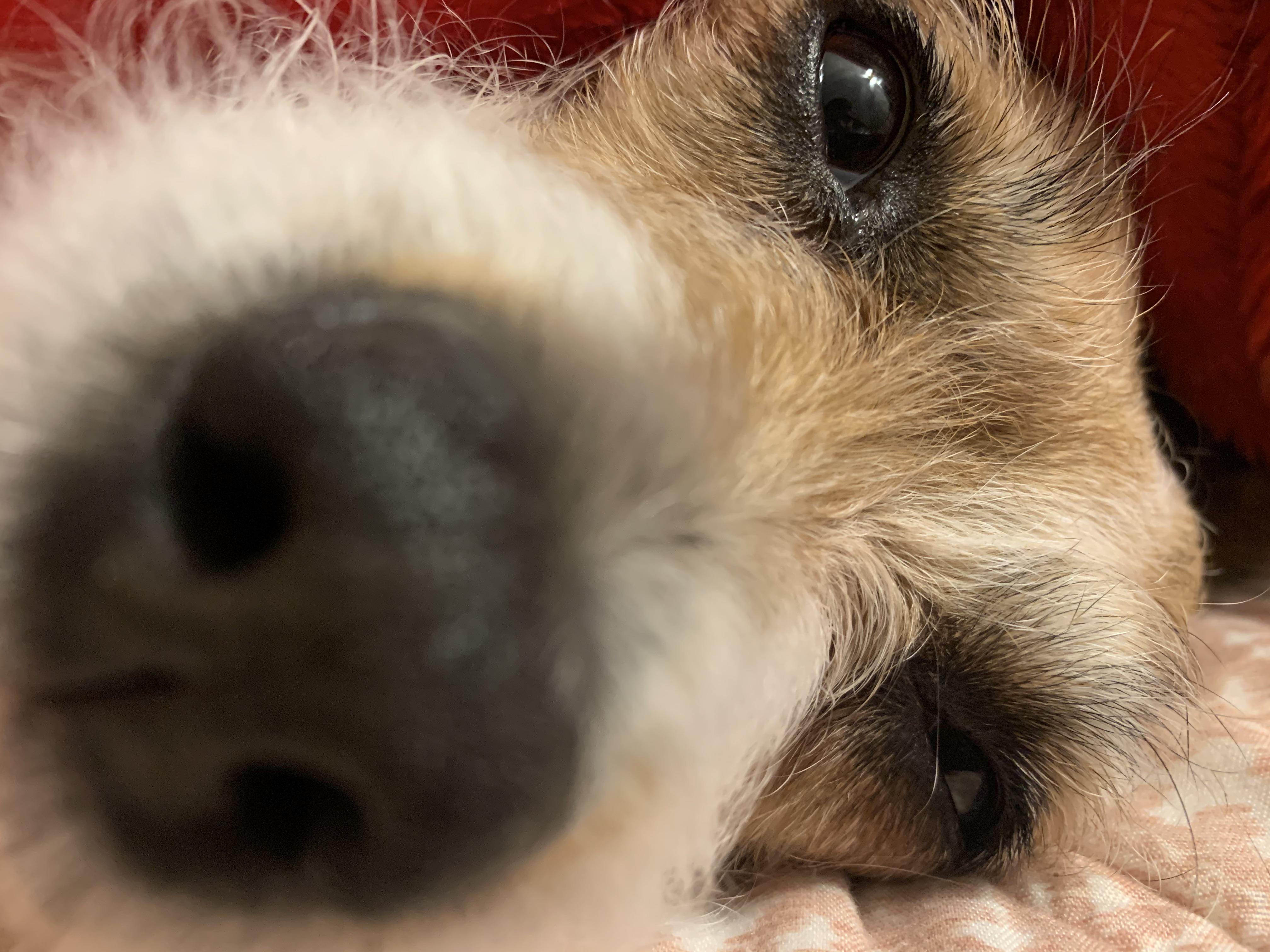 Big nose dog | Scrolller