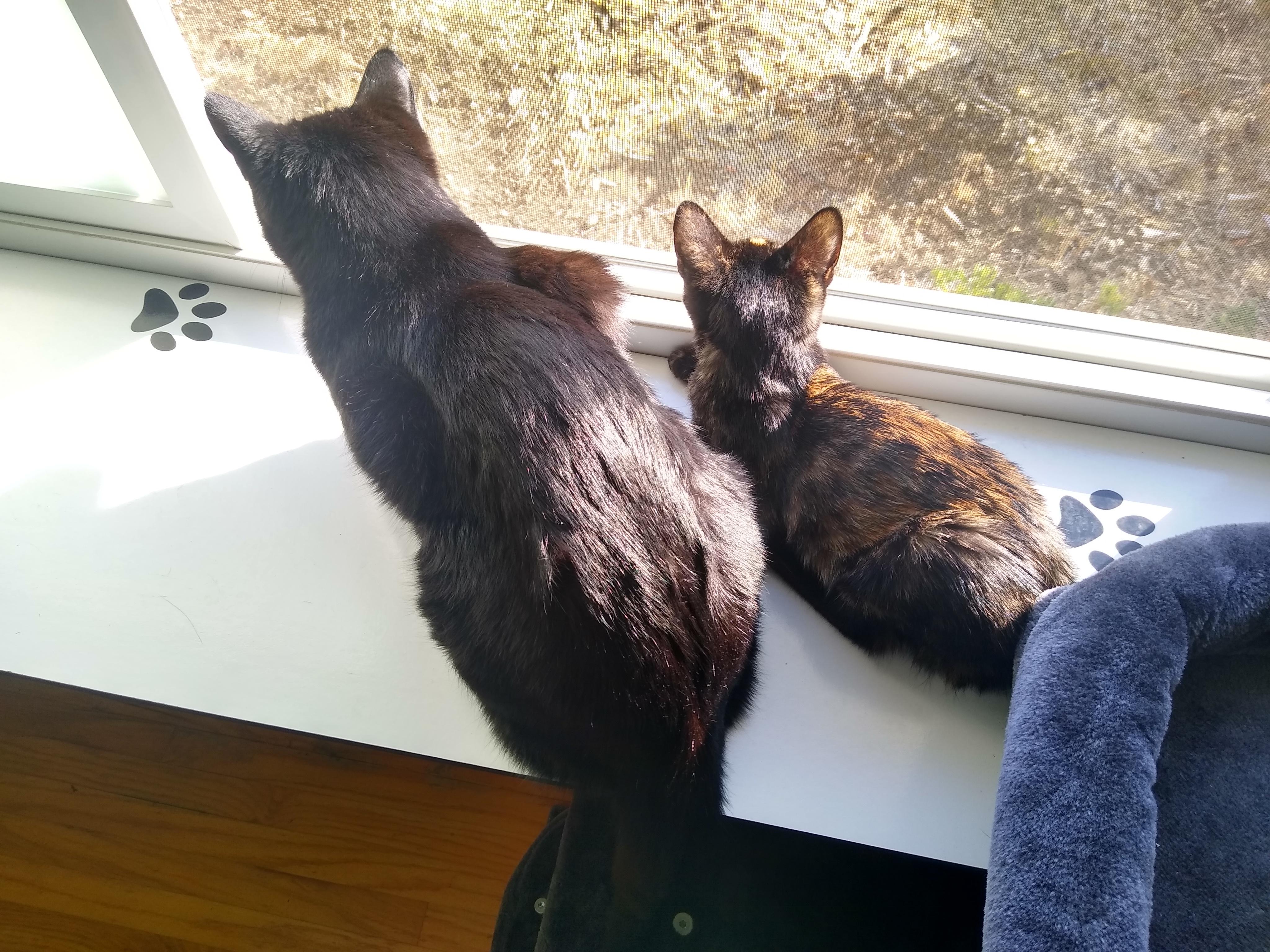 Big panther bean, smol tortie bean | Scrolller