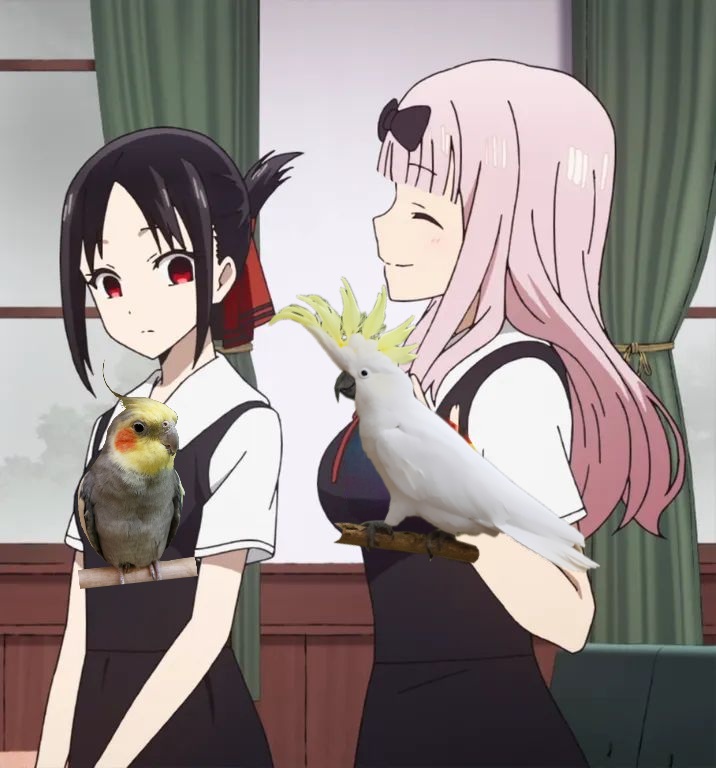 Big Squawk Energy | Scrolller