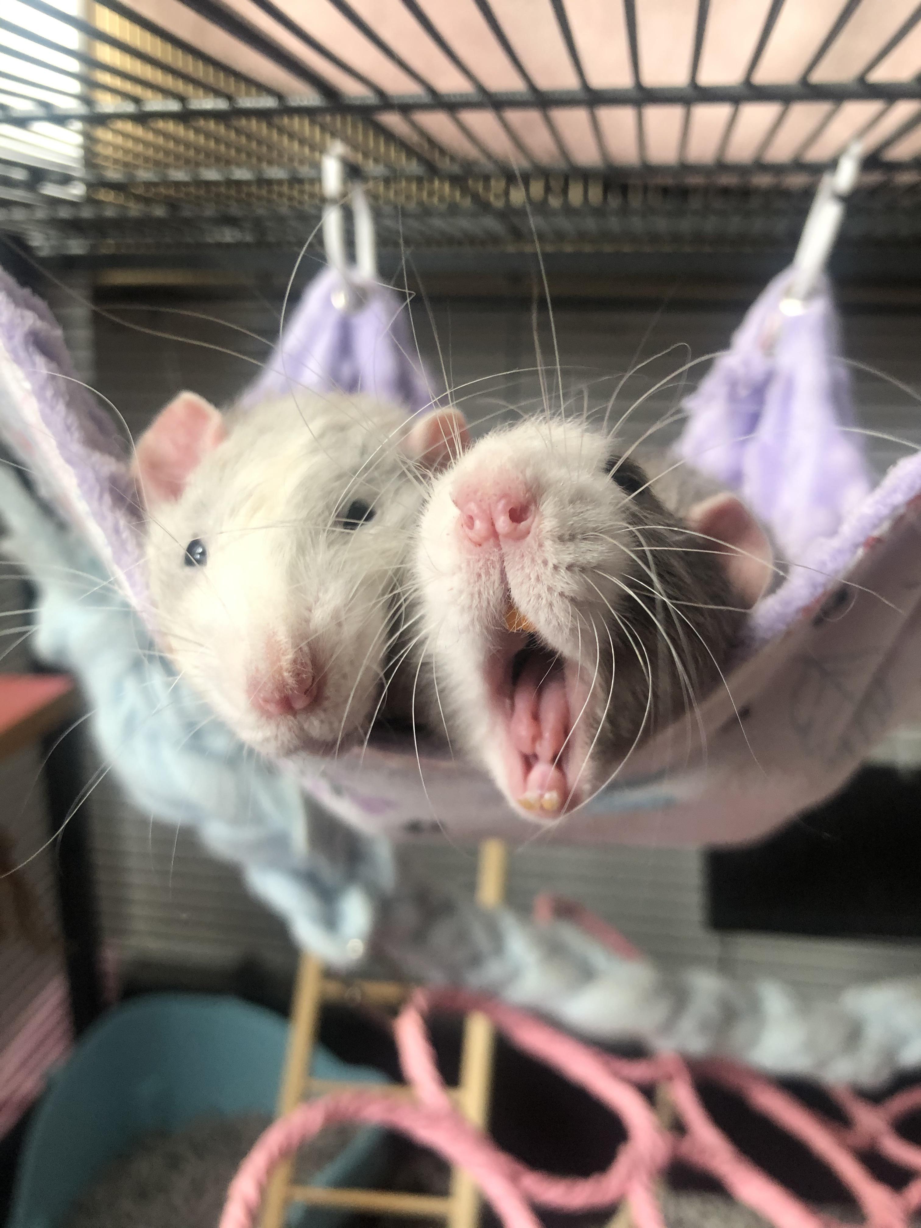 big yawn!!!!! | Scrolller