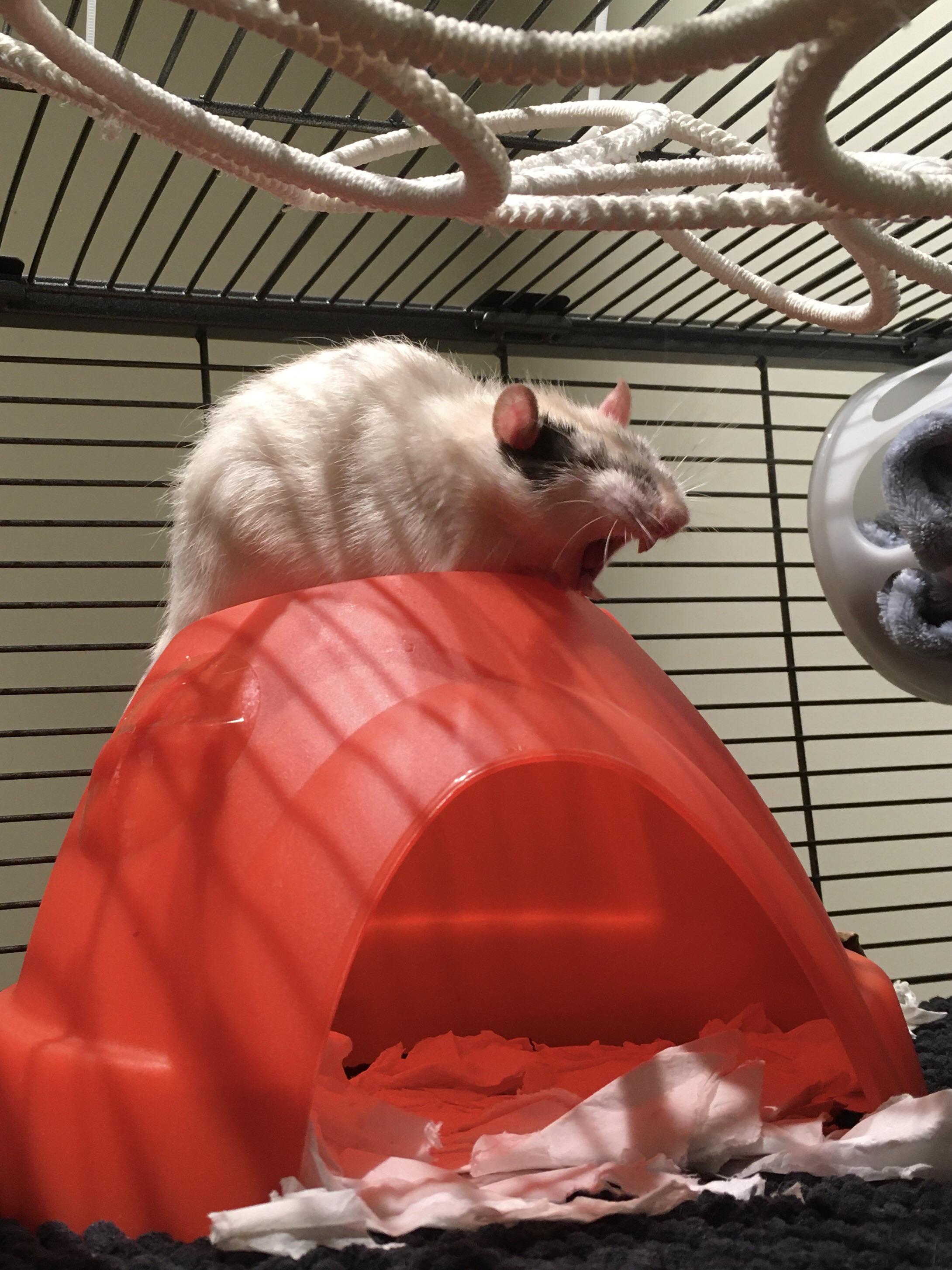 Big yawn | Scrolller