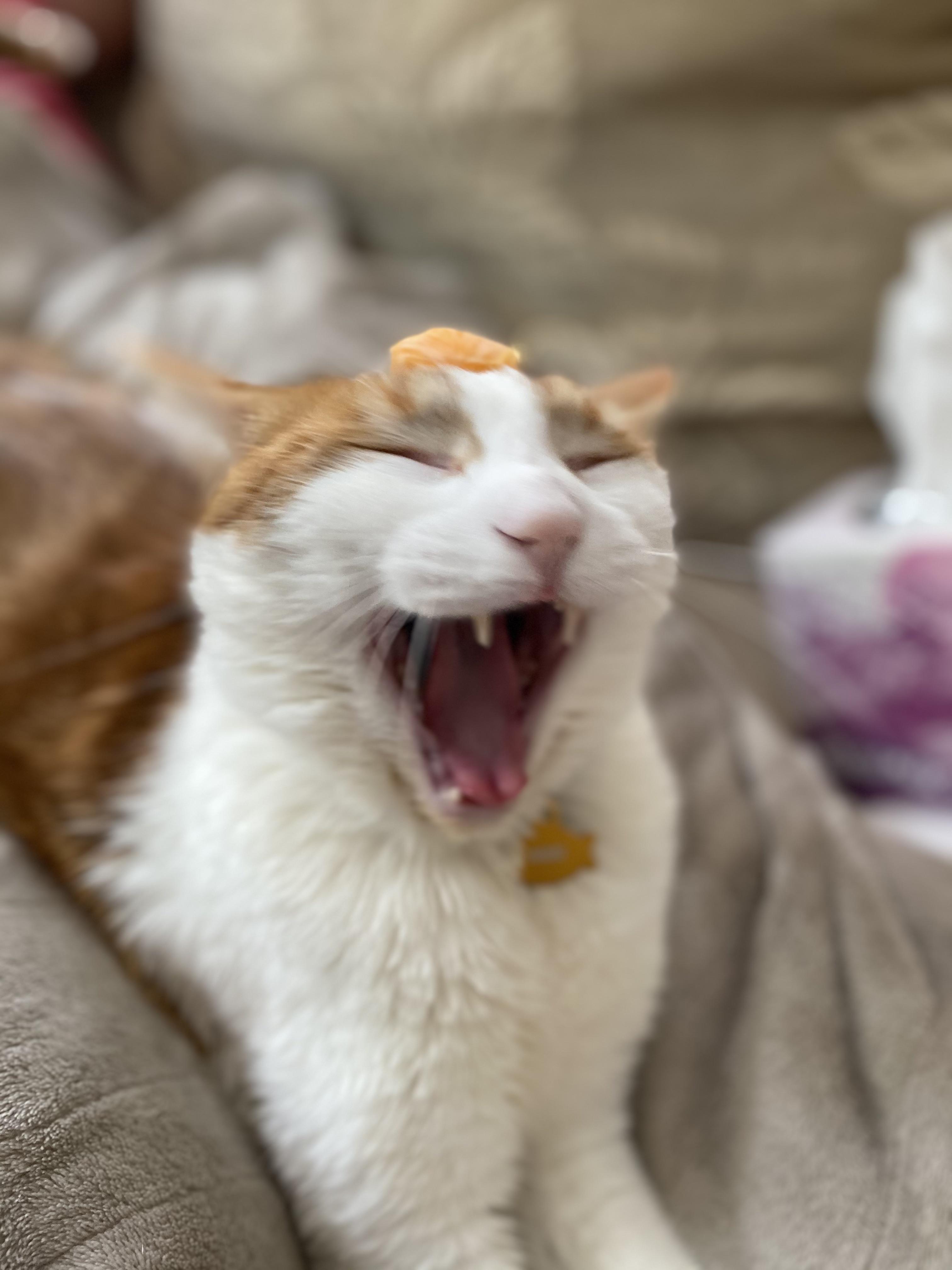 Biiiig yawn | Scrolller