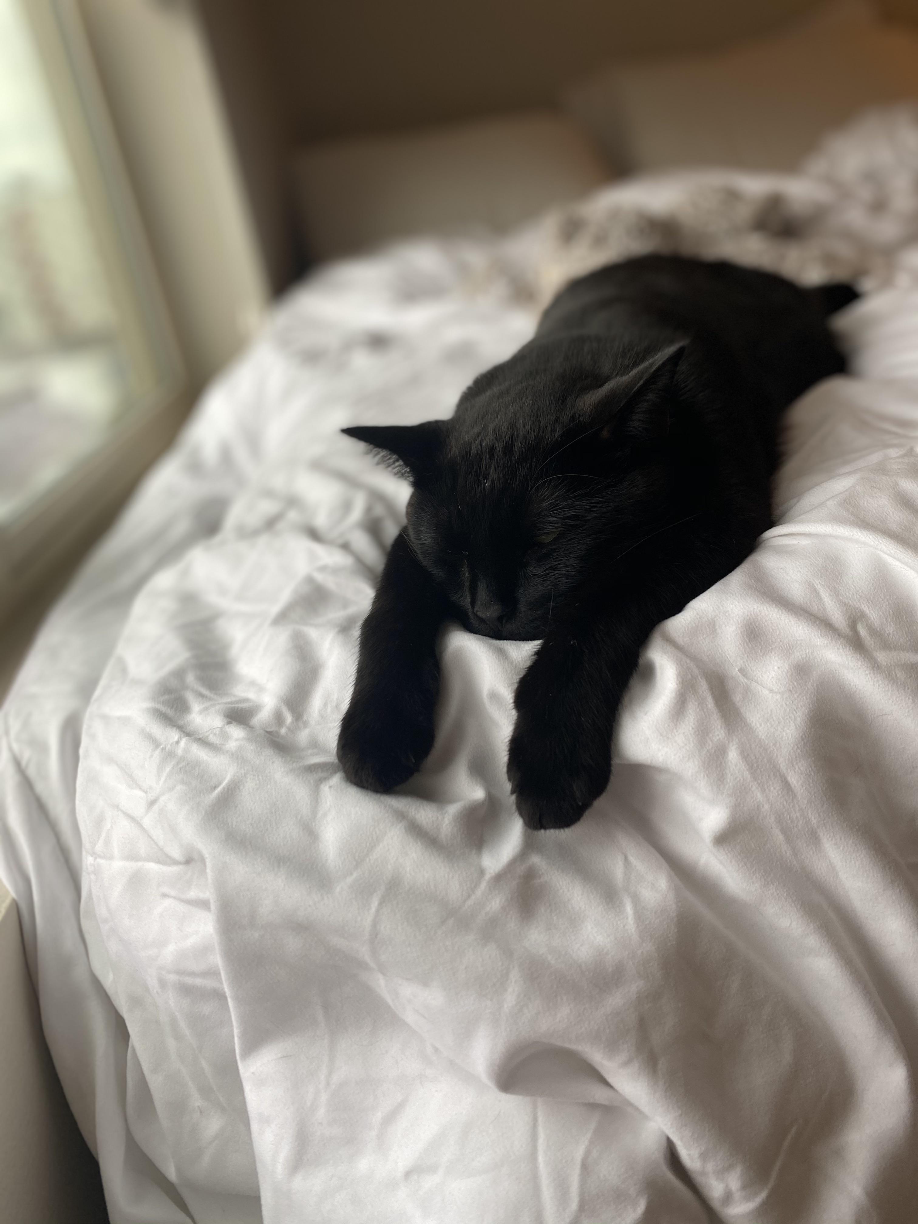 Binx is a champion napper | Scrolller