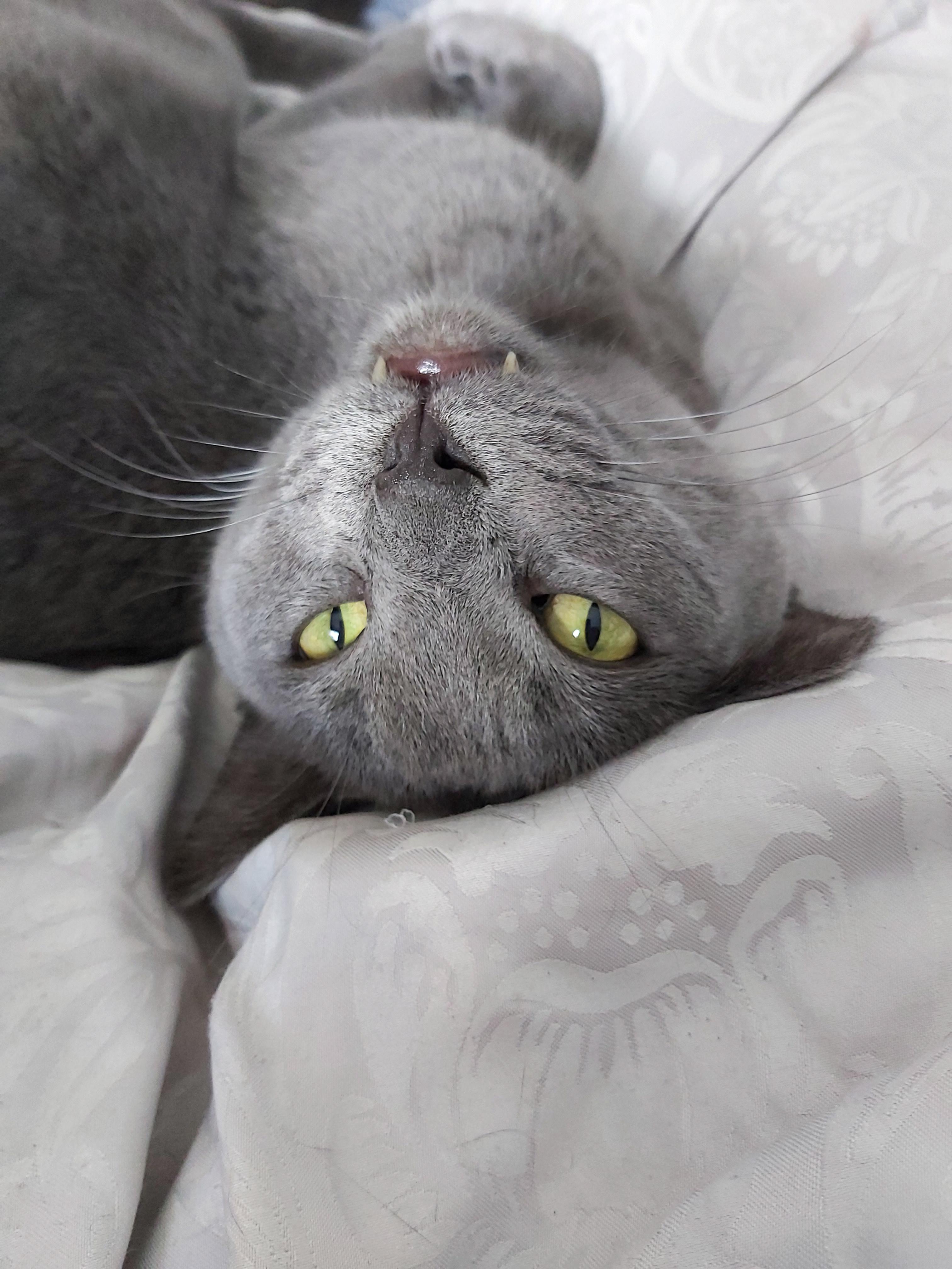 Binx, my handsome boy showing off his little vampire teefers 😺 | Scrolller