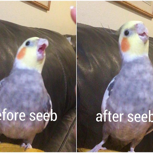 Birb_irl | Scrolller