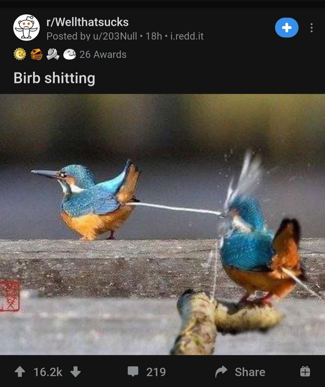 Birb shitting | Scrolller