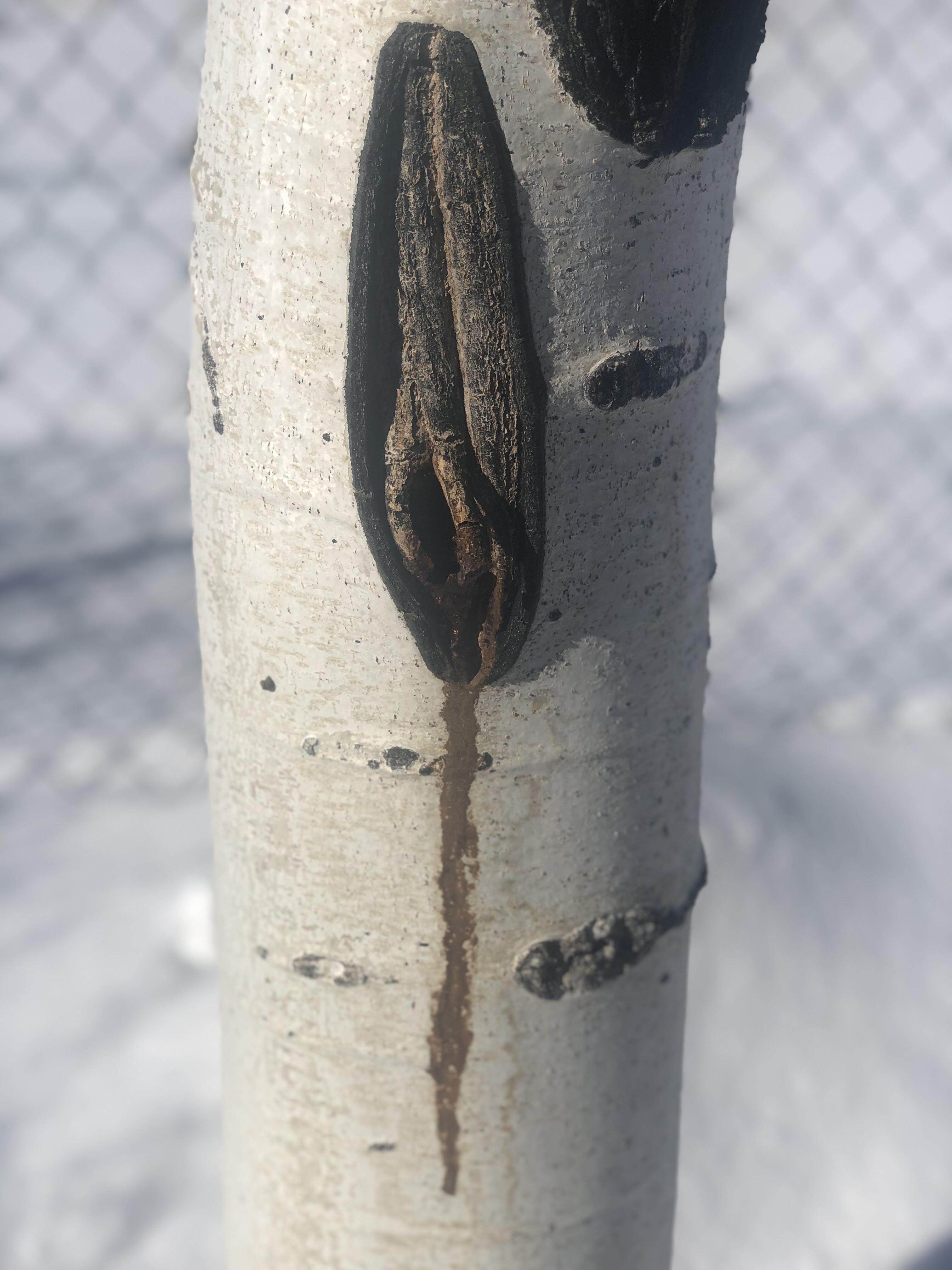 Birch Box | Scrolller