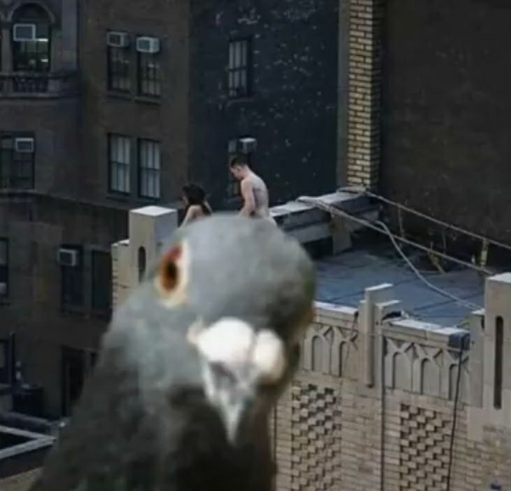 Bird Scrolller