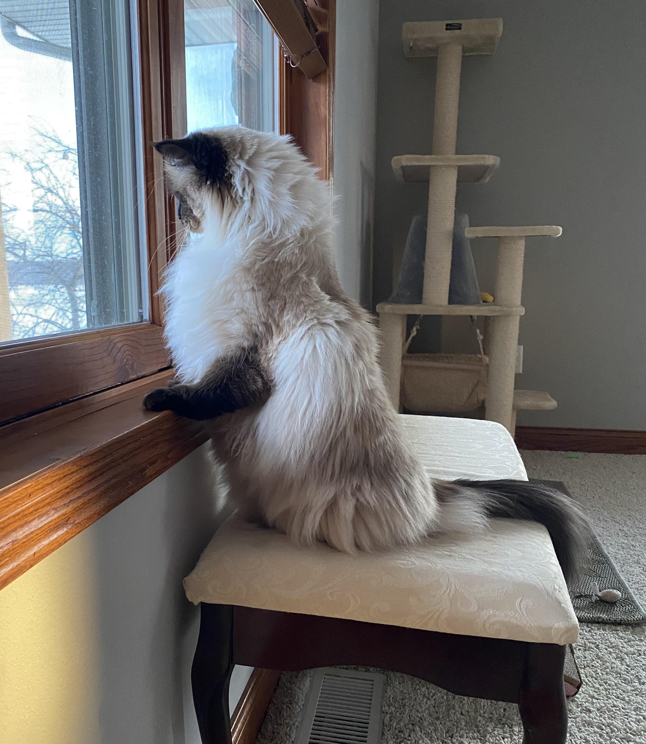 Bird watching | Scrolller