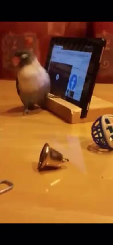 Birds never fail to amaze me. | Scrolller