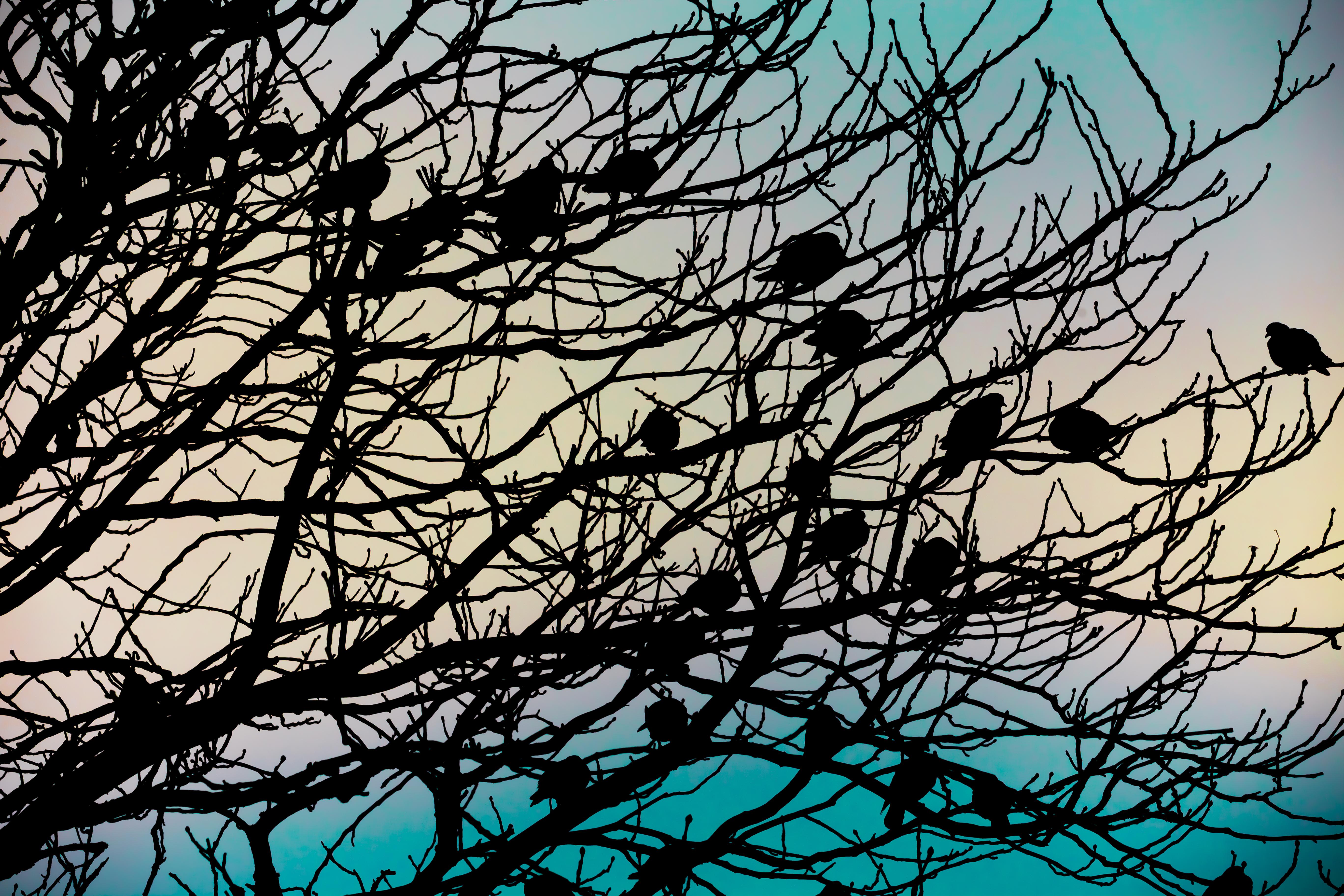 Birds with the sunset [5472x3648] [OC] | Scrolller