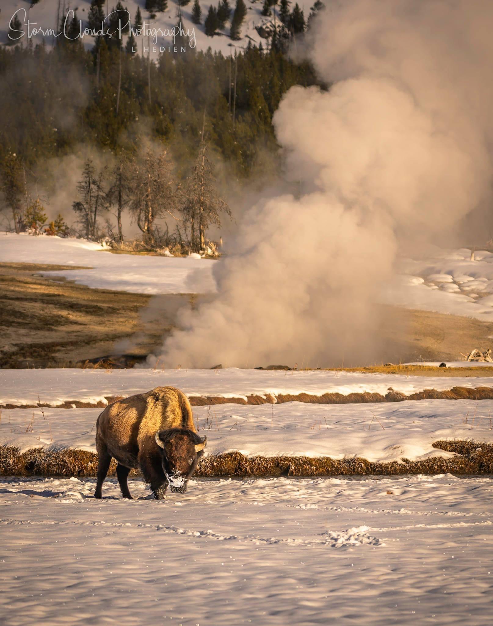 Bison in West Yellowstone (Photo credit to Laura Hedien) | Scrolller