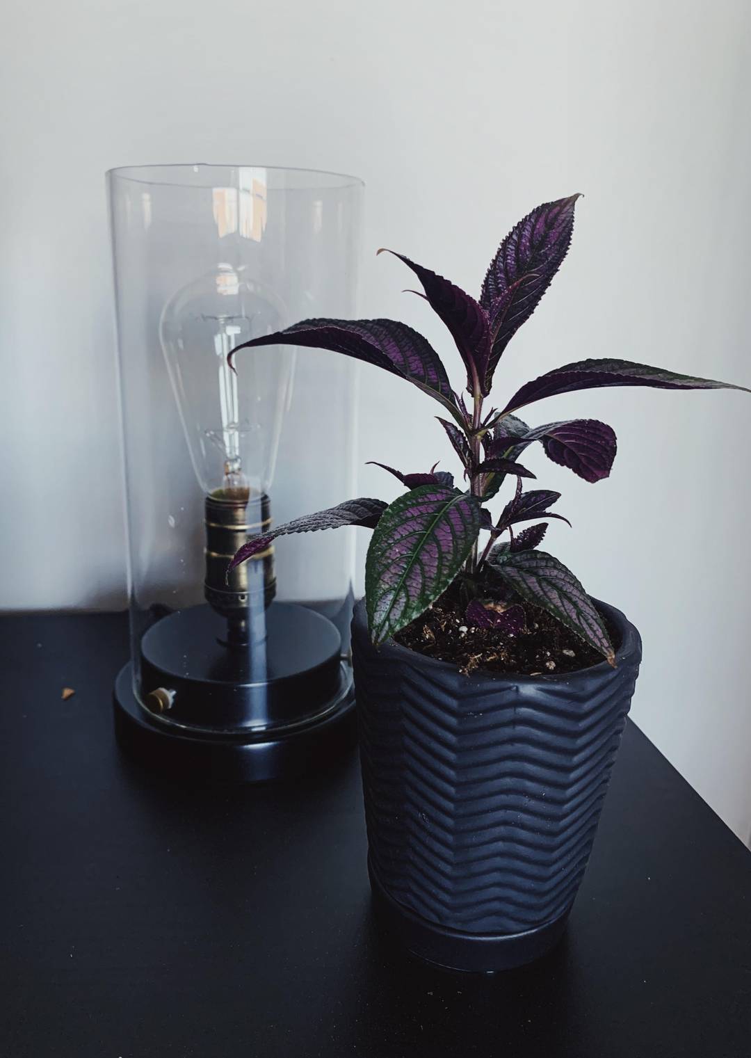 Black and Persian Shields are the perfect match | Scrolller