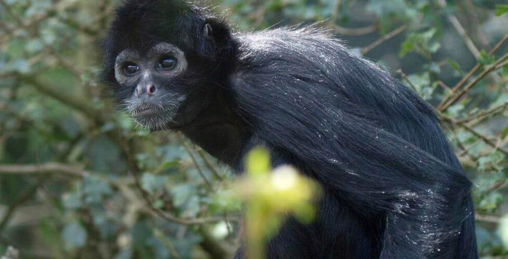 black headed spider monkey | Scrolller