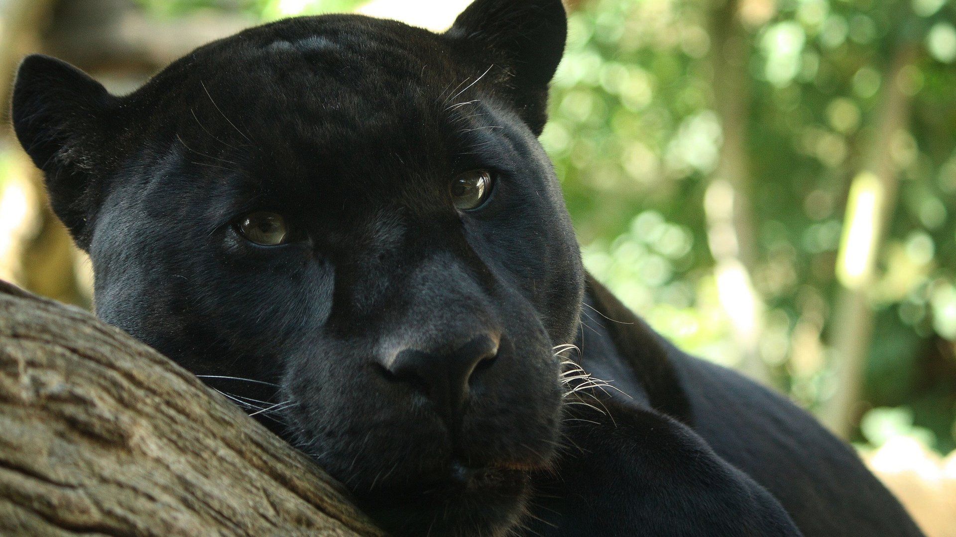 Black panther | Scrolller